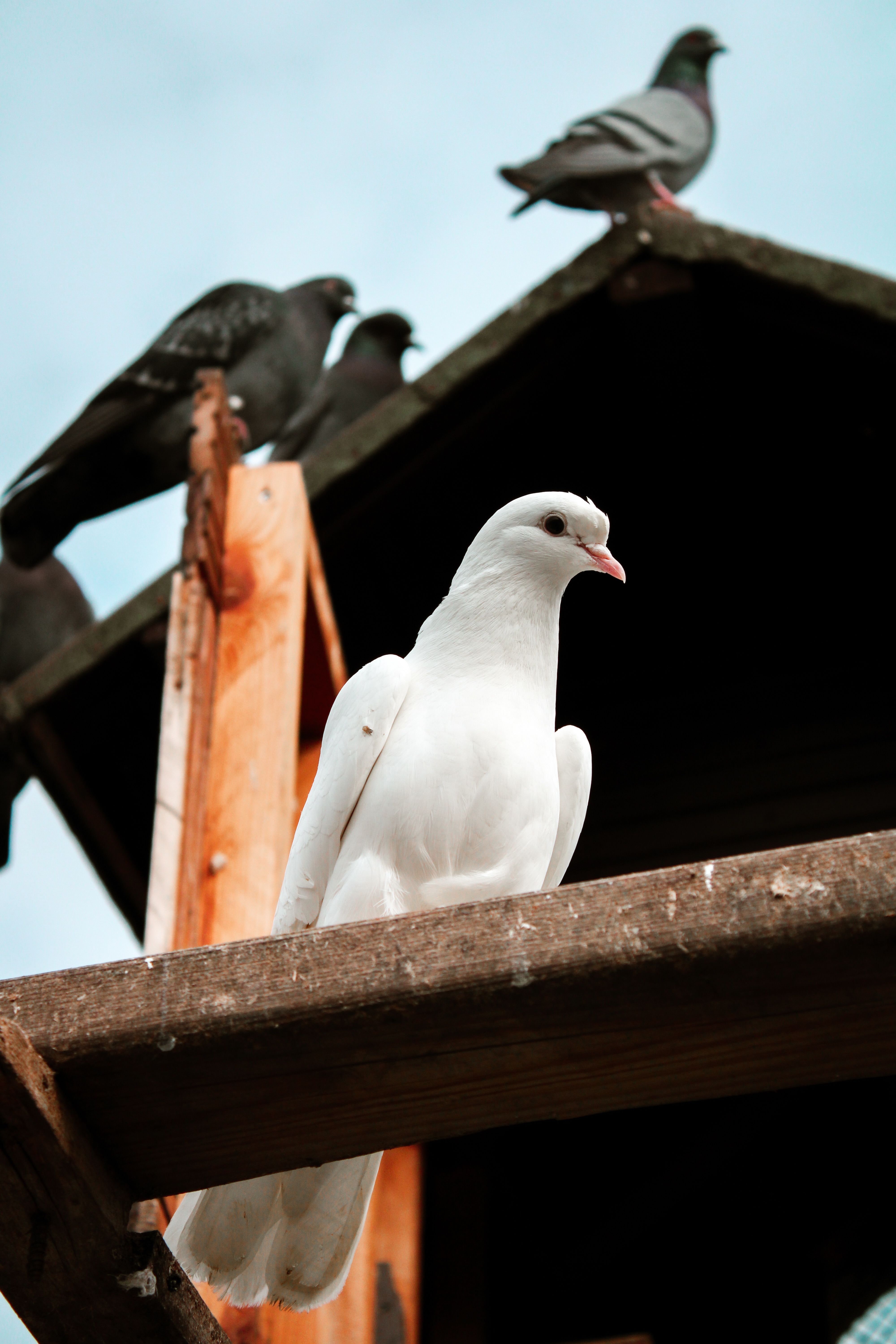Foto de stock gratuita sobre al aire libre, animal, armonía ...