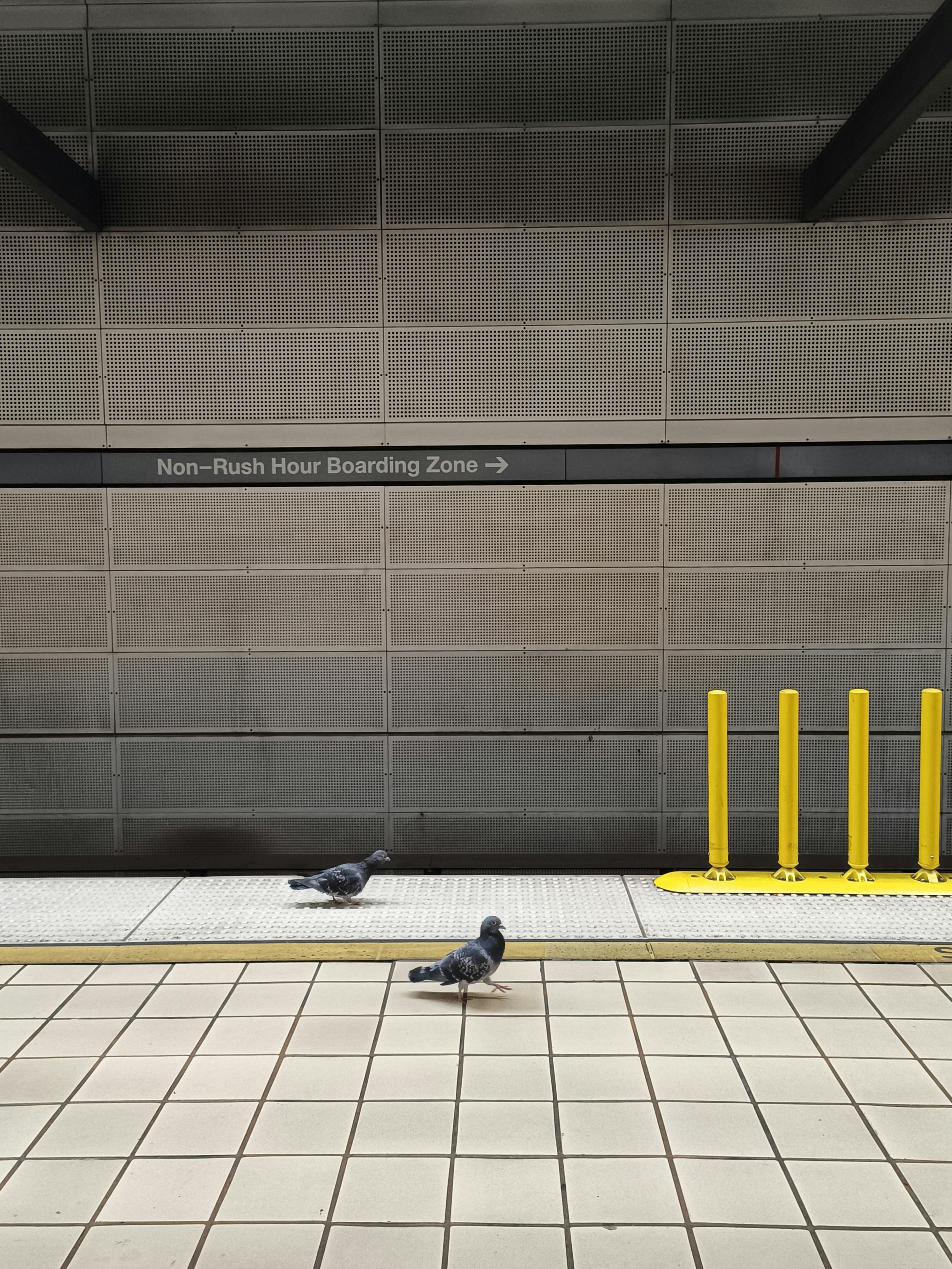 Pigeons in Subway · Free Stock Photo