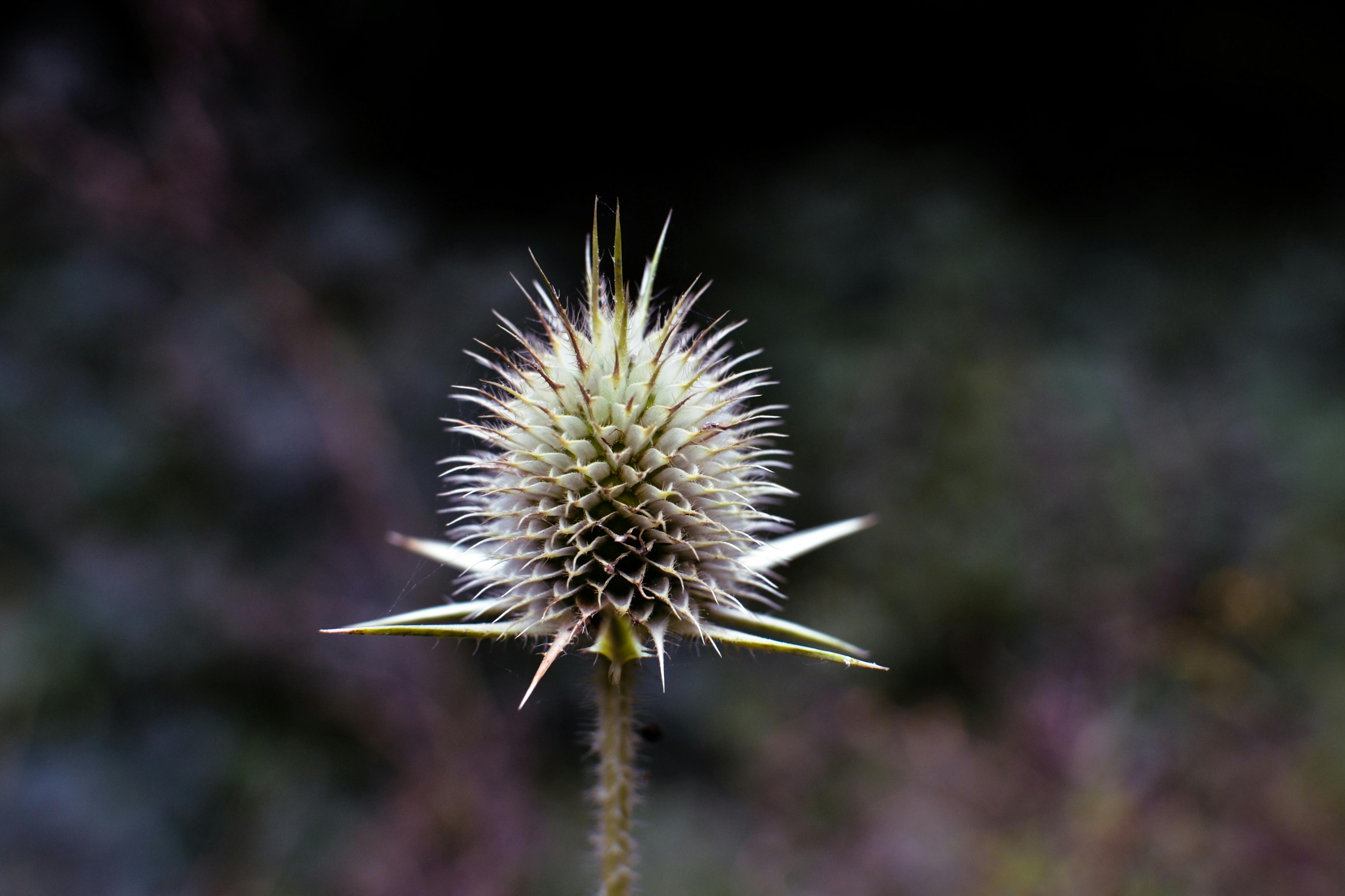 A thistle plant with a single spike on it · Free Stock Photo