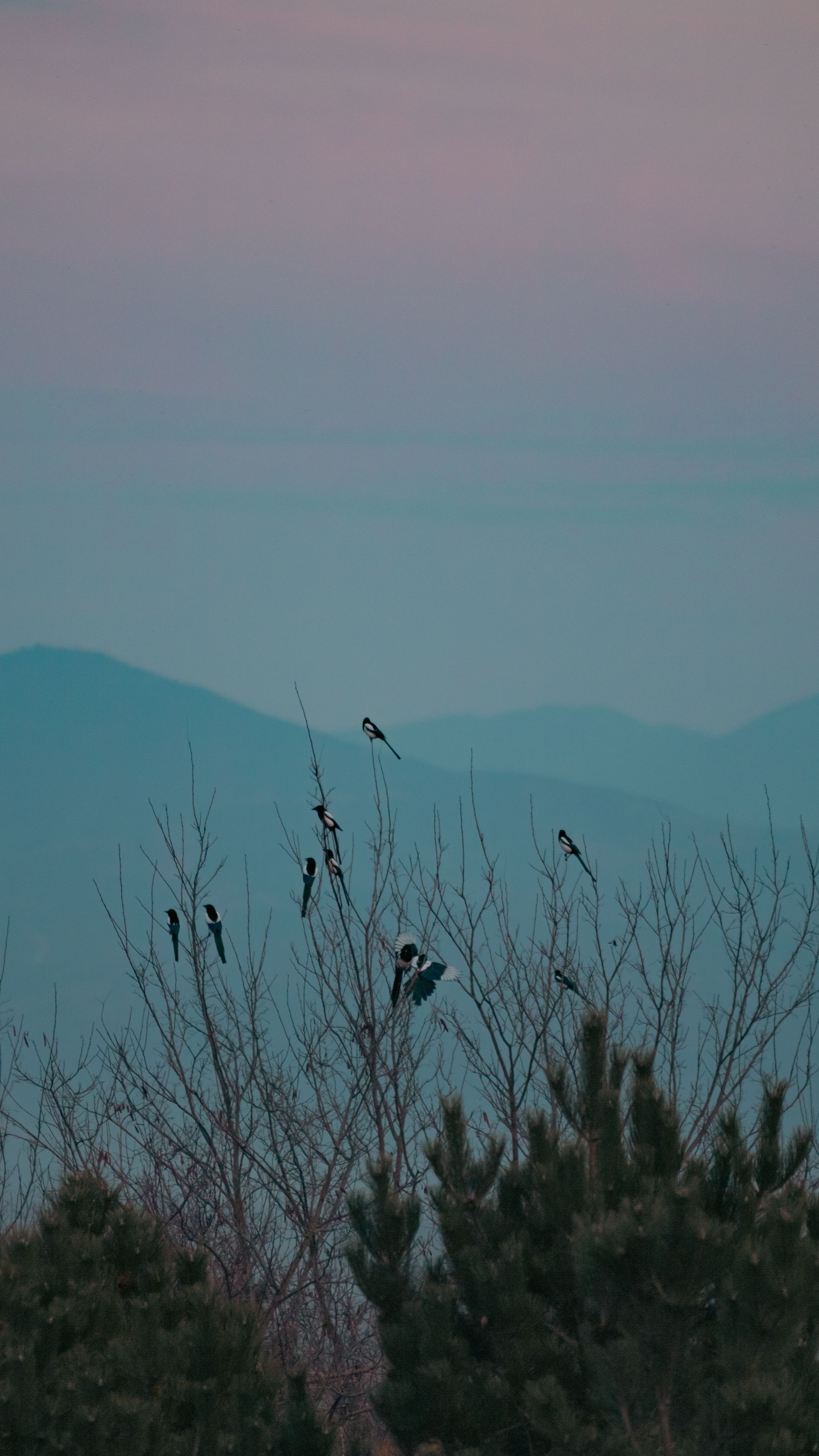 A mountain range with trees and birds · Free Stock Photo