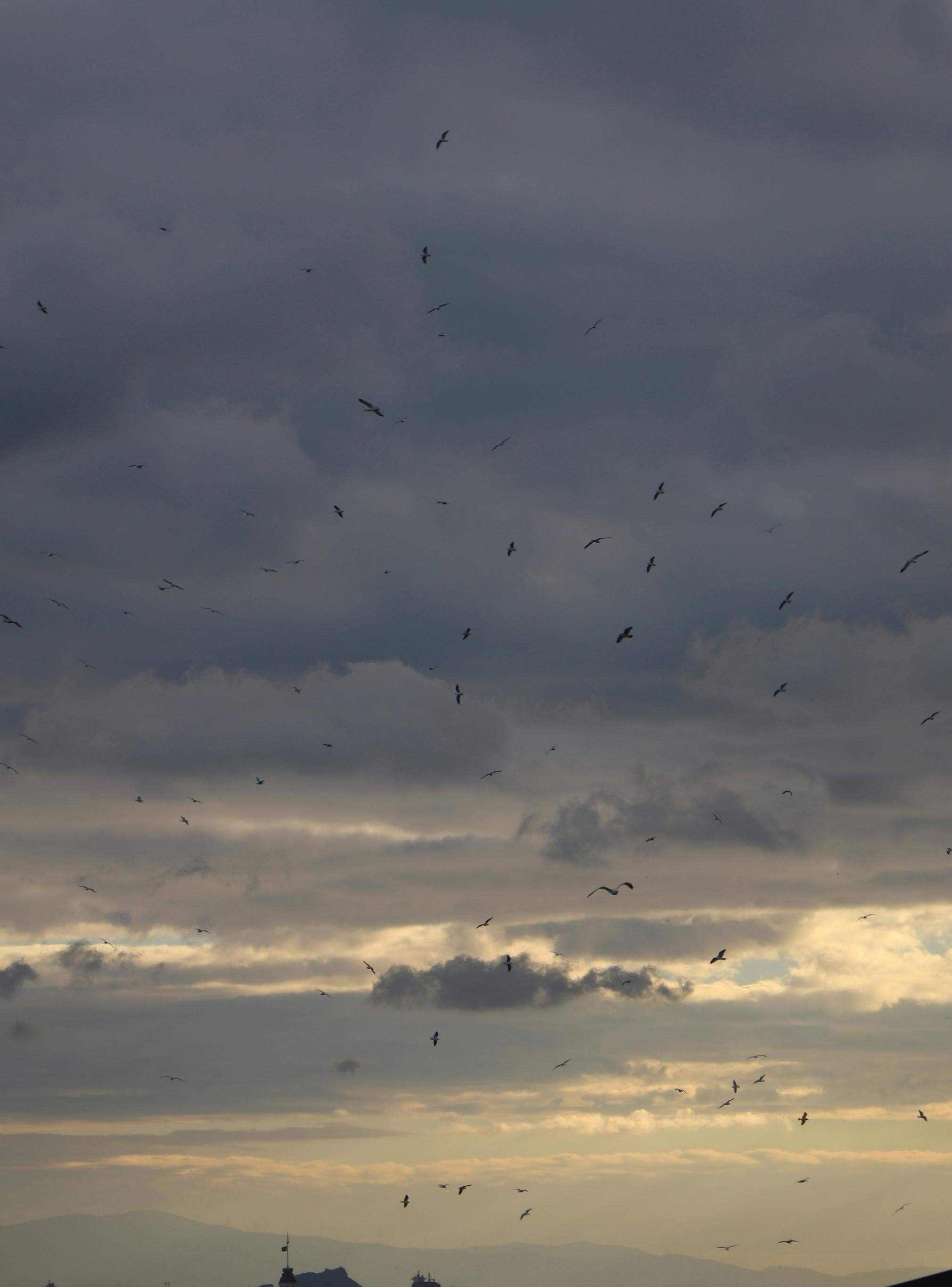 Birds Flying under Storm Cloud in Sky at Sunset · Free Stock Photo
