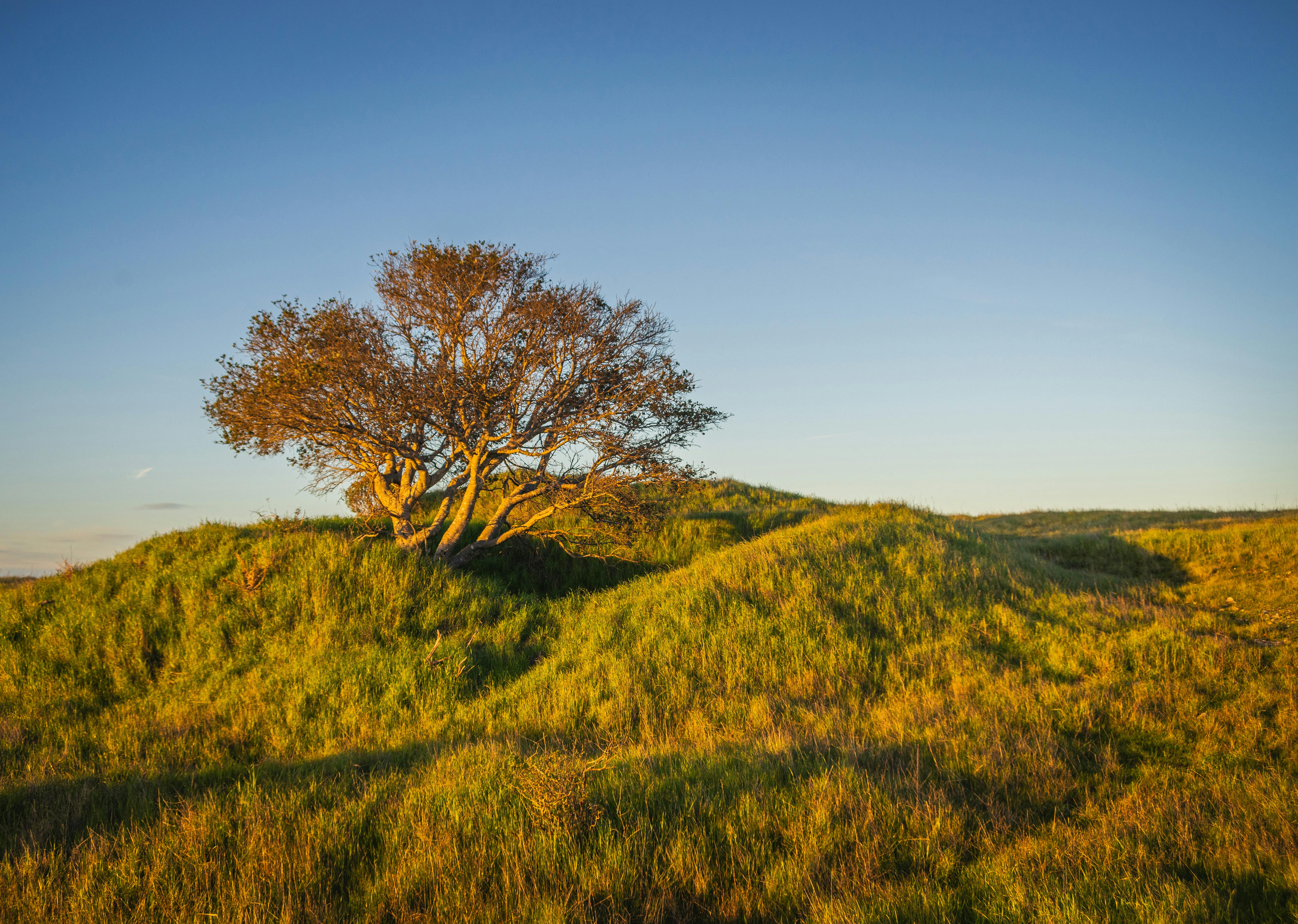 Clear Sky over Tree on Hill · Free Stock Photo