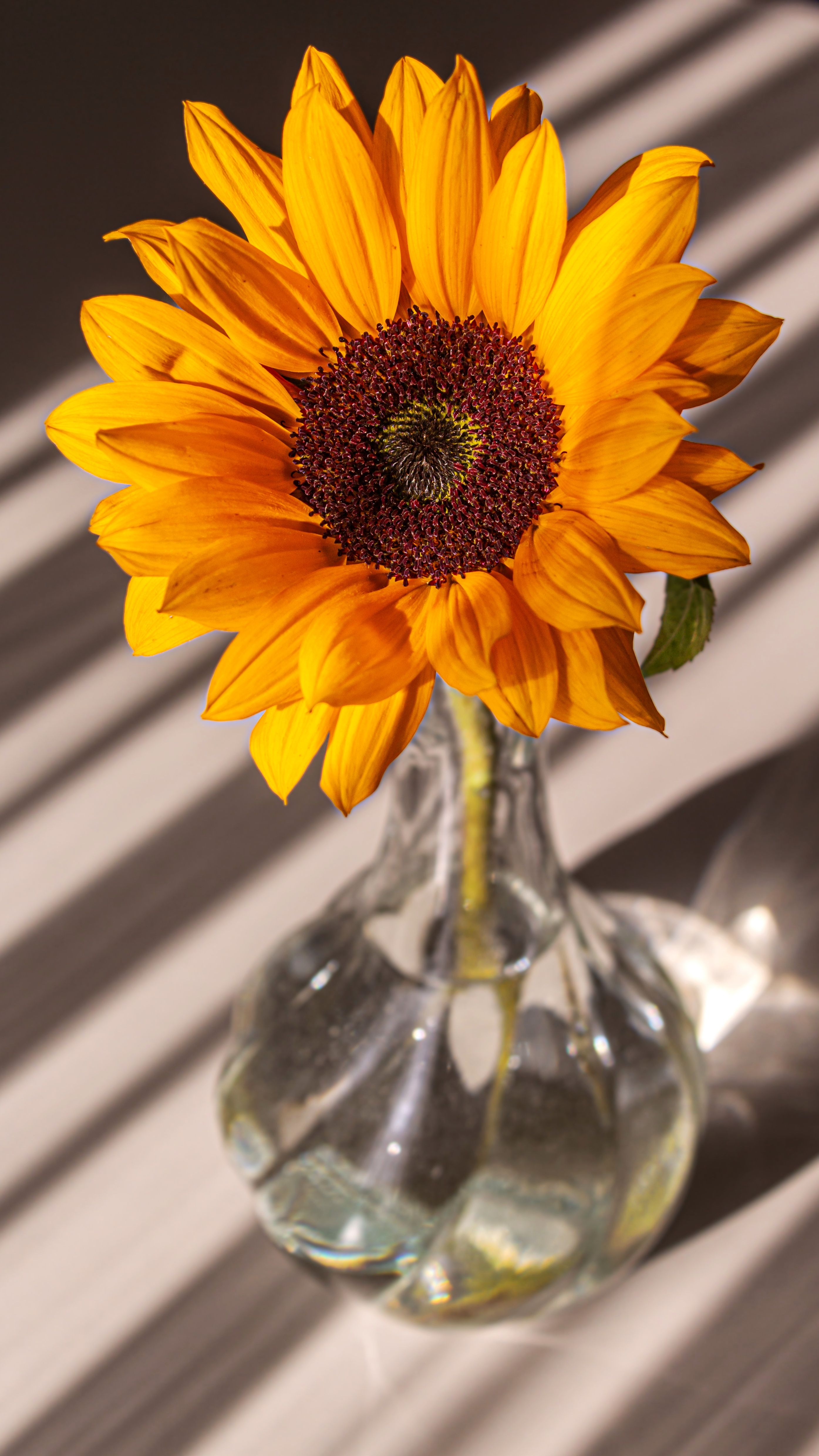 Yellow Sunflower in Clear Glass Vase · Free Stock Photo