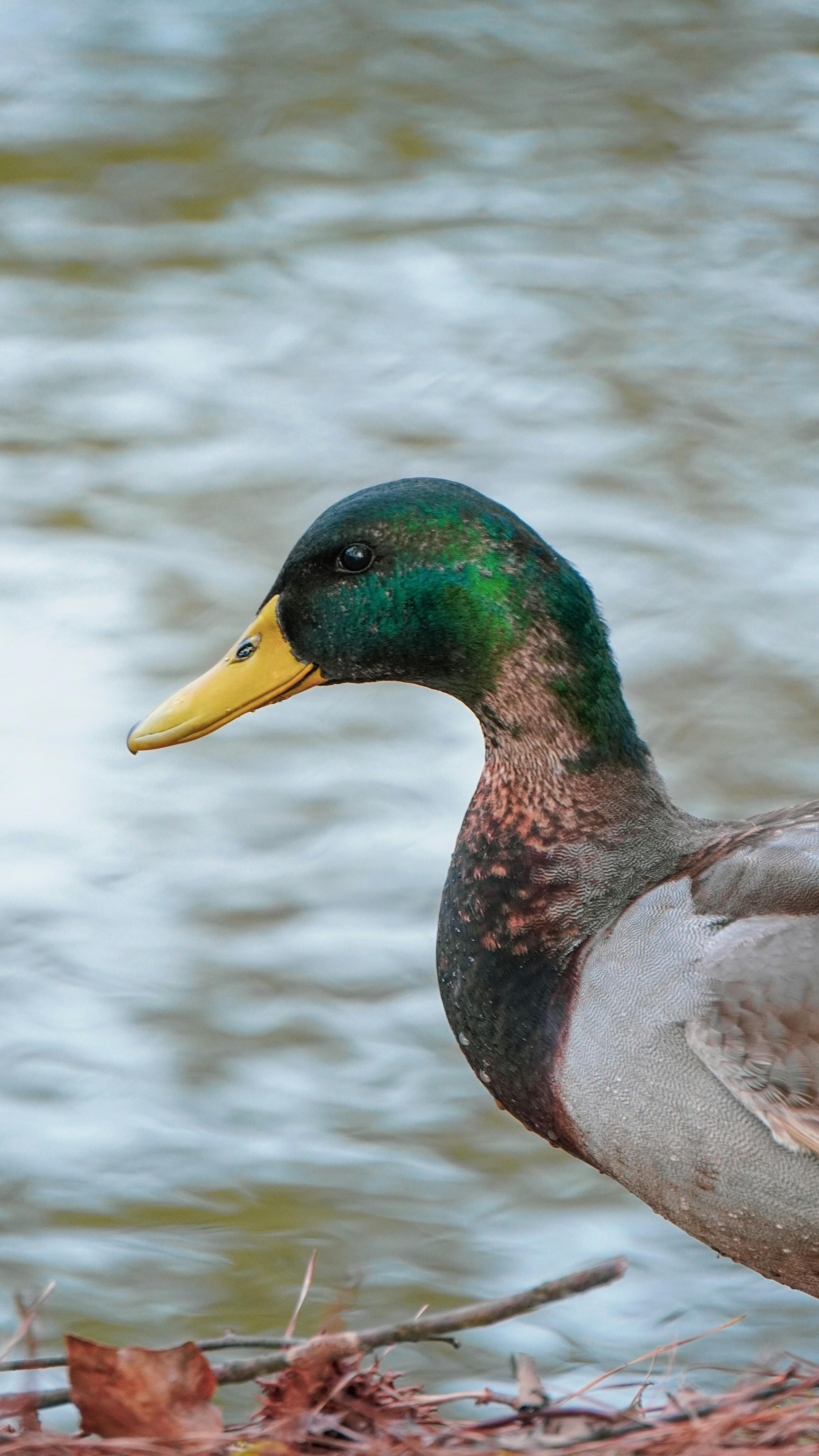 Portrait of Duck · Free Stock Photo