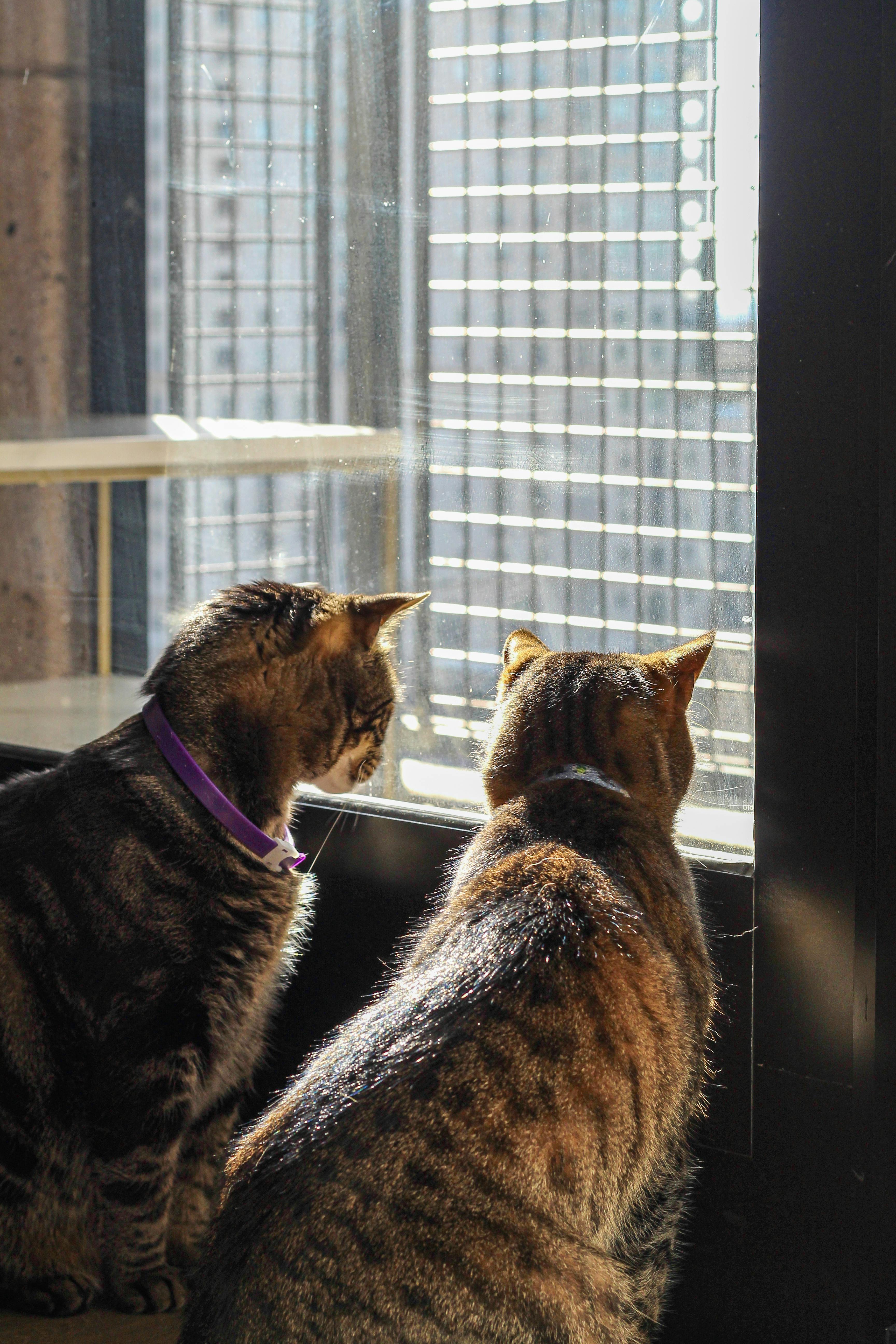 Cats near Window · Free Stock Photo