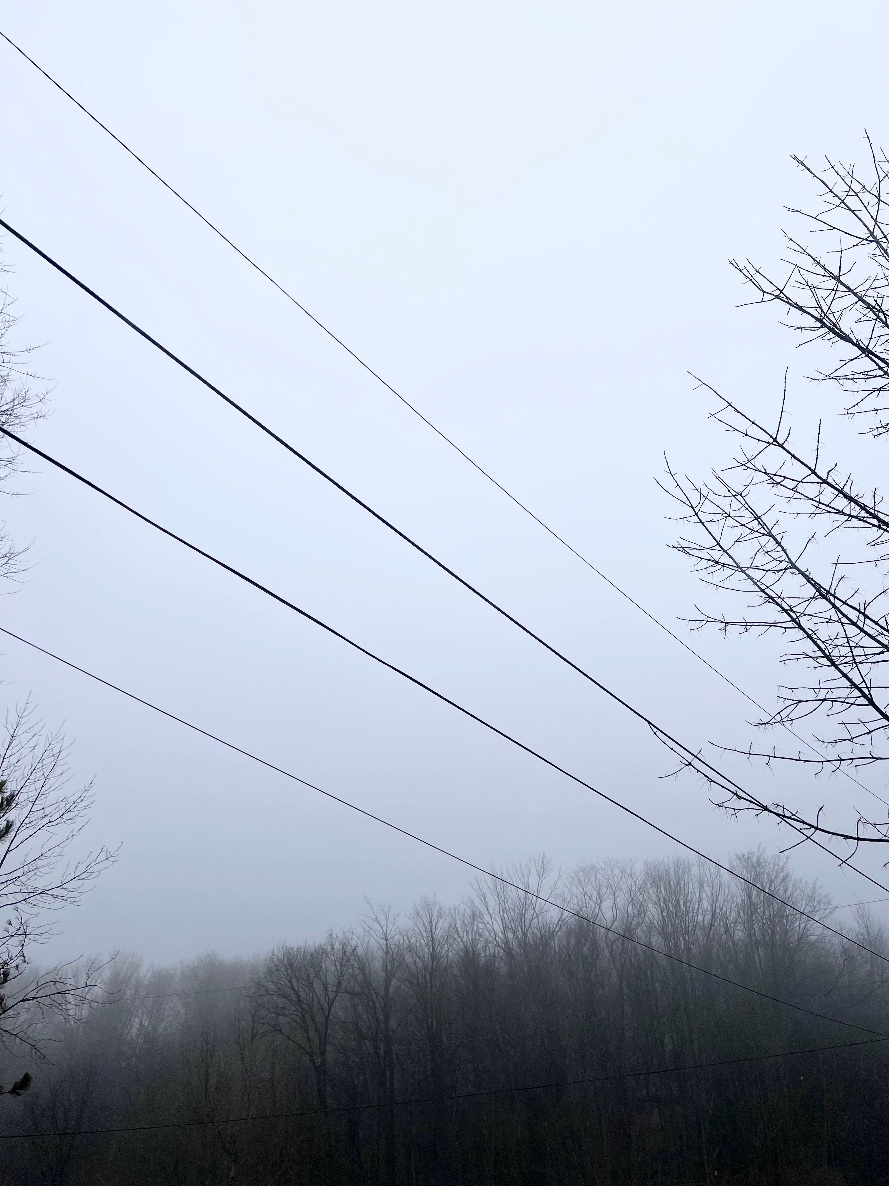 Fog over Power Lines in Forest · Free Stock Photo