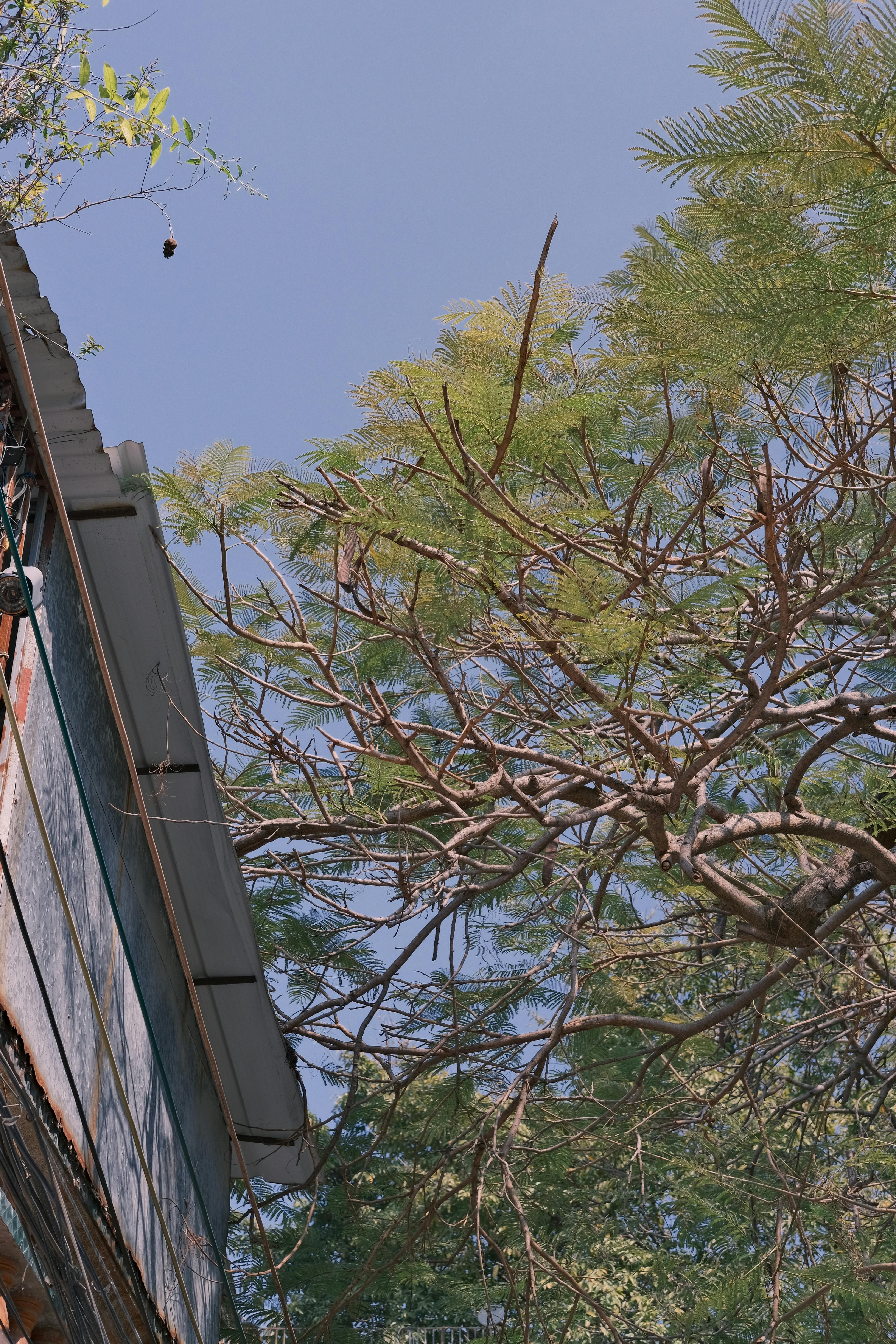 Tree near Building Wall · Free Stock Photo