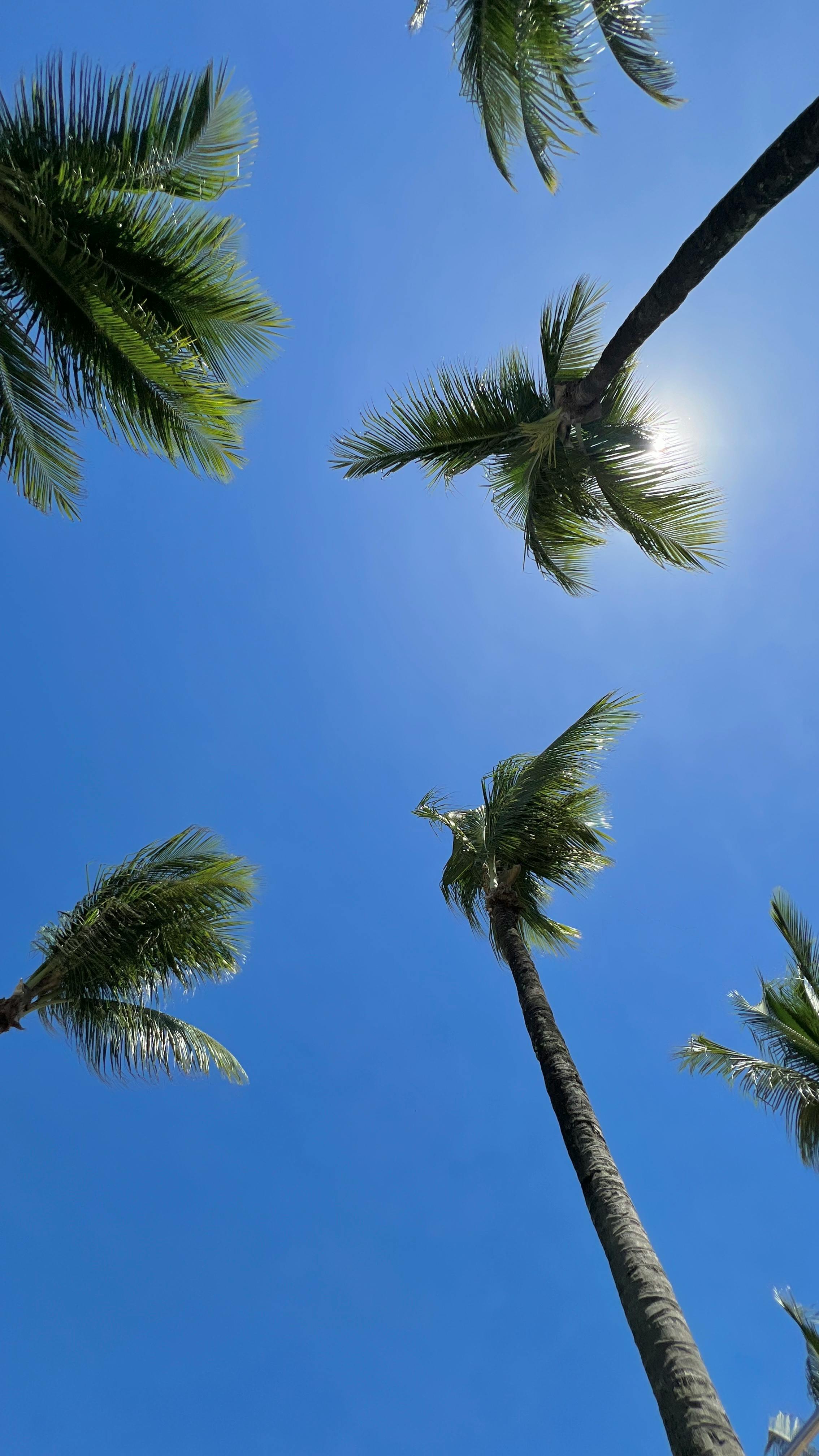 Ian Bittencourt Andrade - Photographie