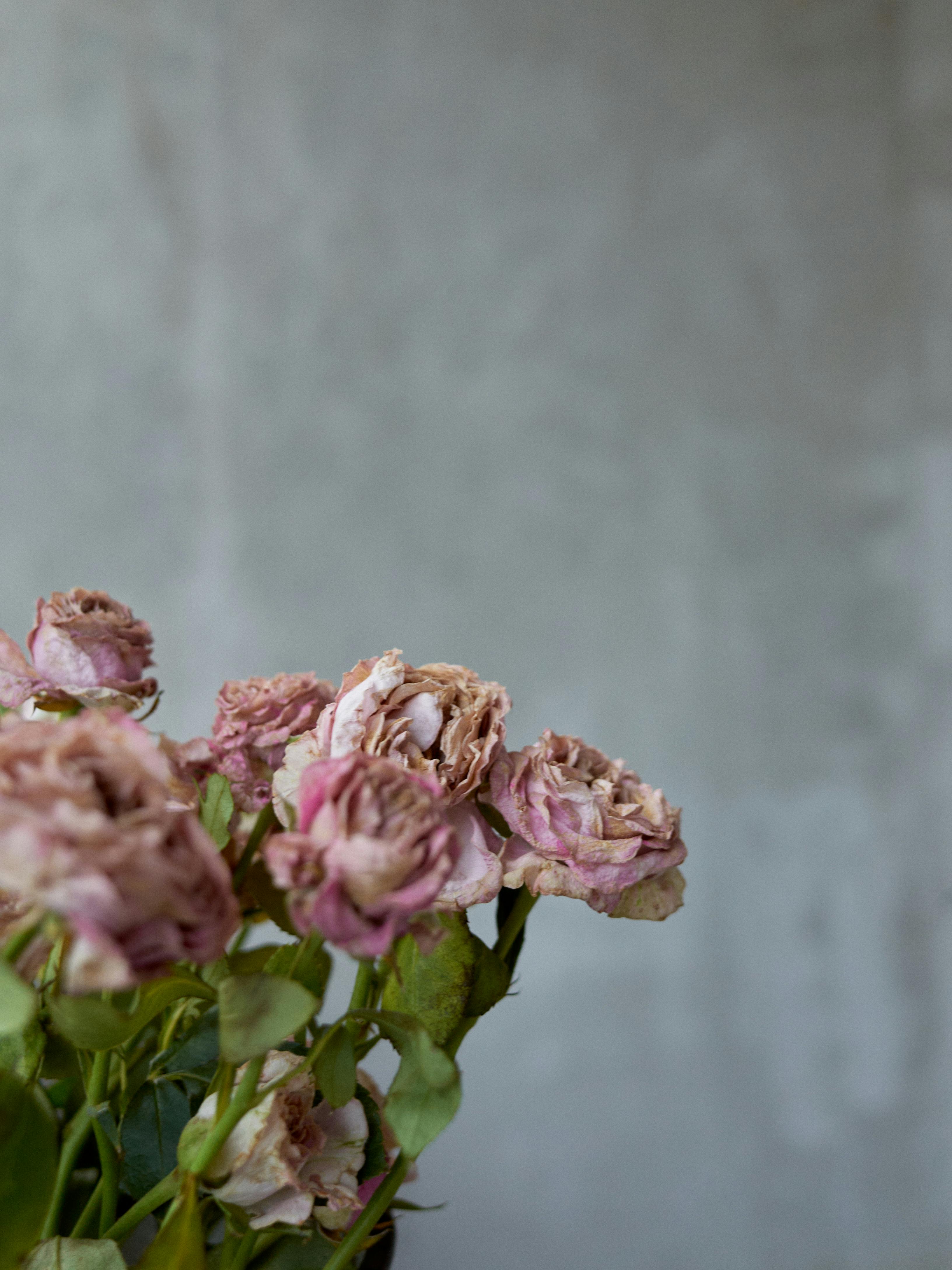 Dry Pink Roses on White Background · Free Stock Photo