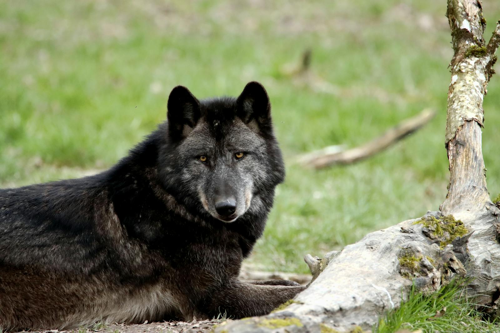 Black Wolf Photos, Download The BEST Free Black Wolf Stock Photos & HD ...