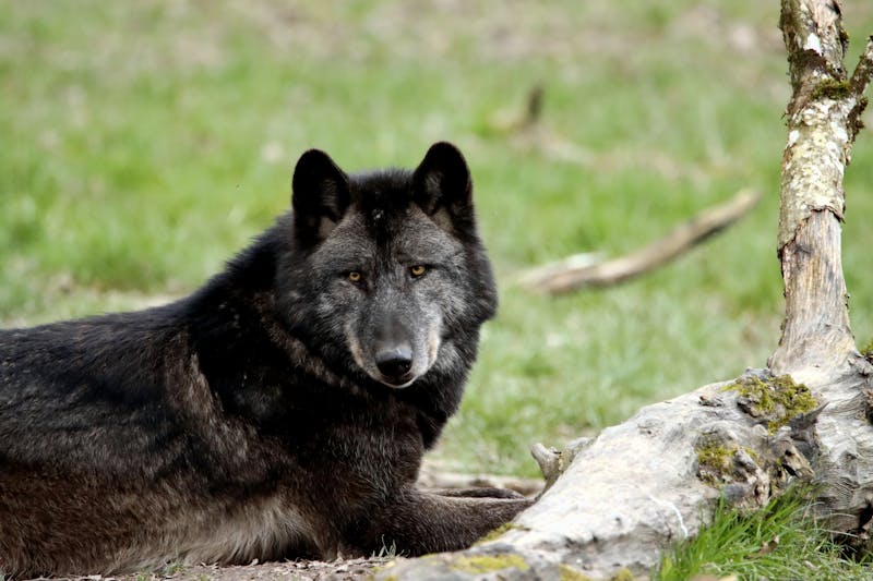 Black Wolf Photos, Download The BEST Free Black Wolf Stock Photos & HD ...