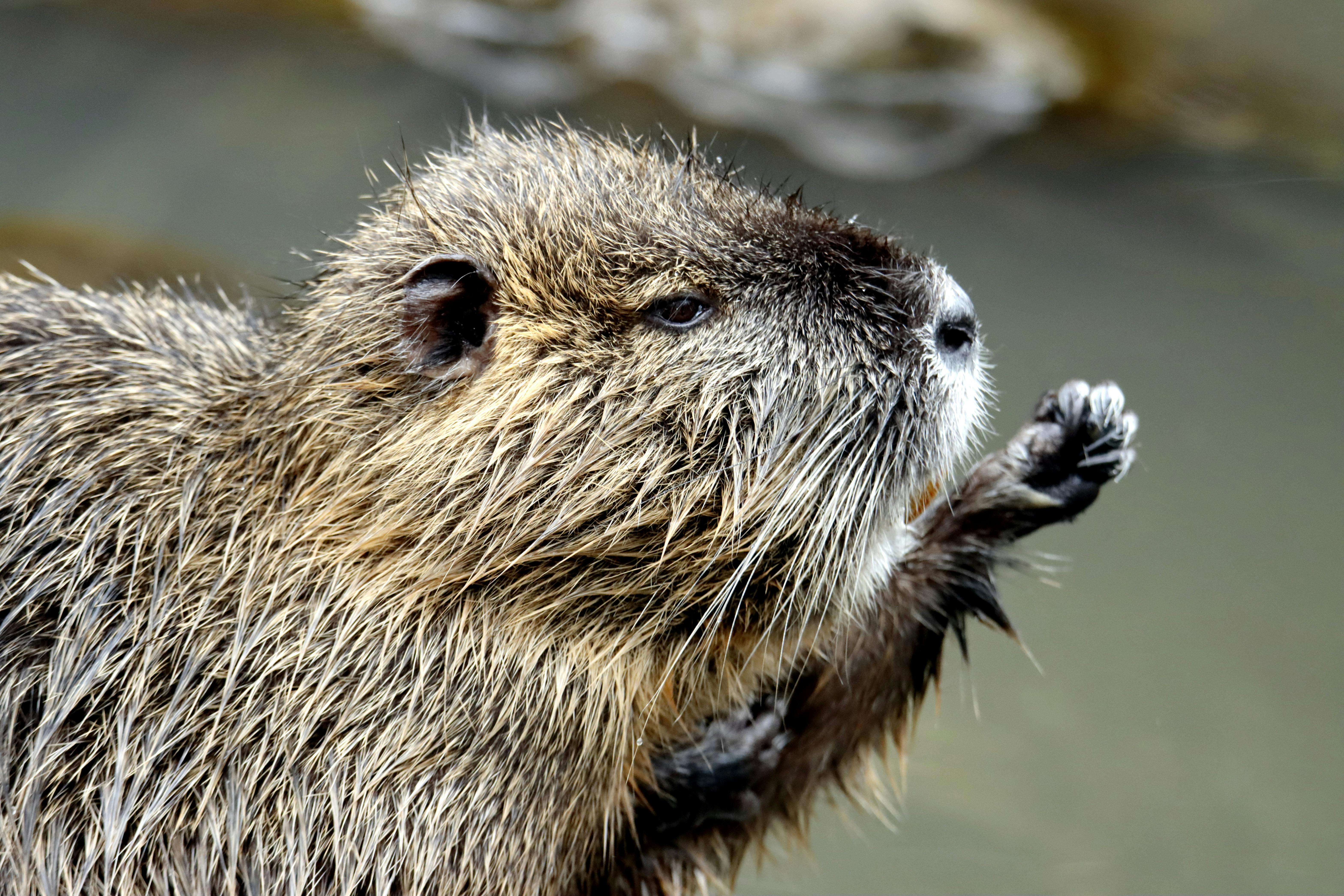 Beaver in a Stream · Free Stock Photo