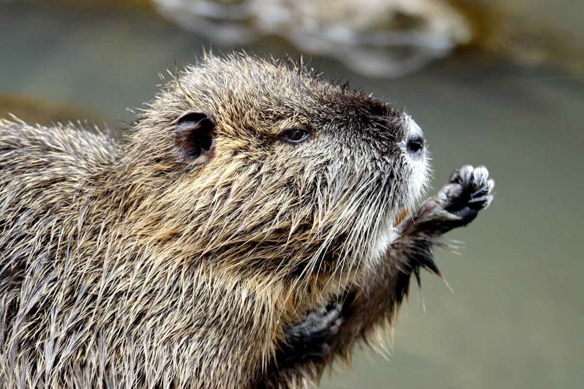 Beaver Photos, Download The BEST Free Beaver Stock Photos & HD Images