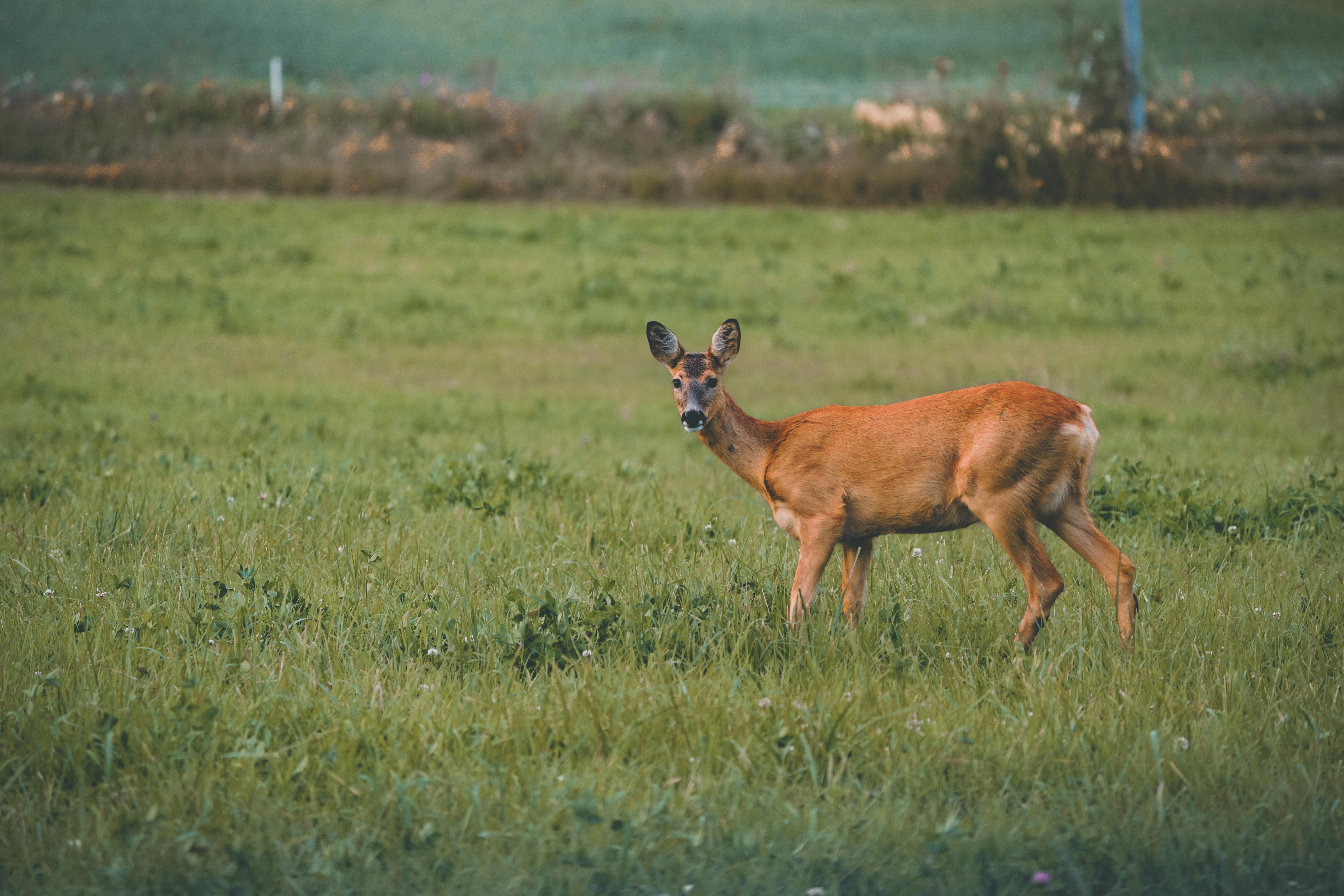 Photo of a Roe Deer on a Grass Field · Free Stock Photo