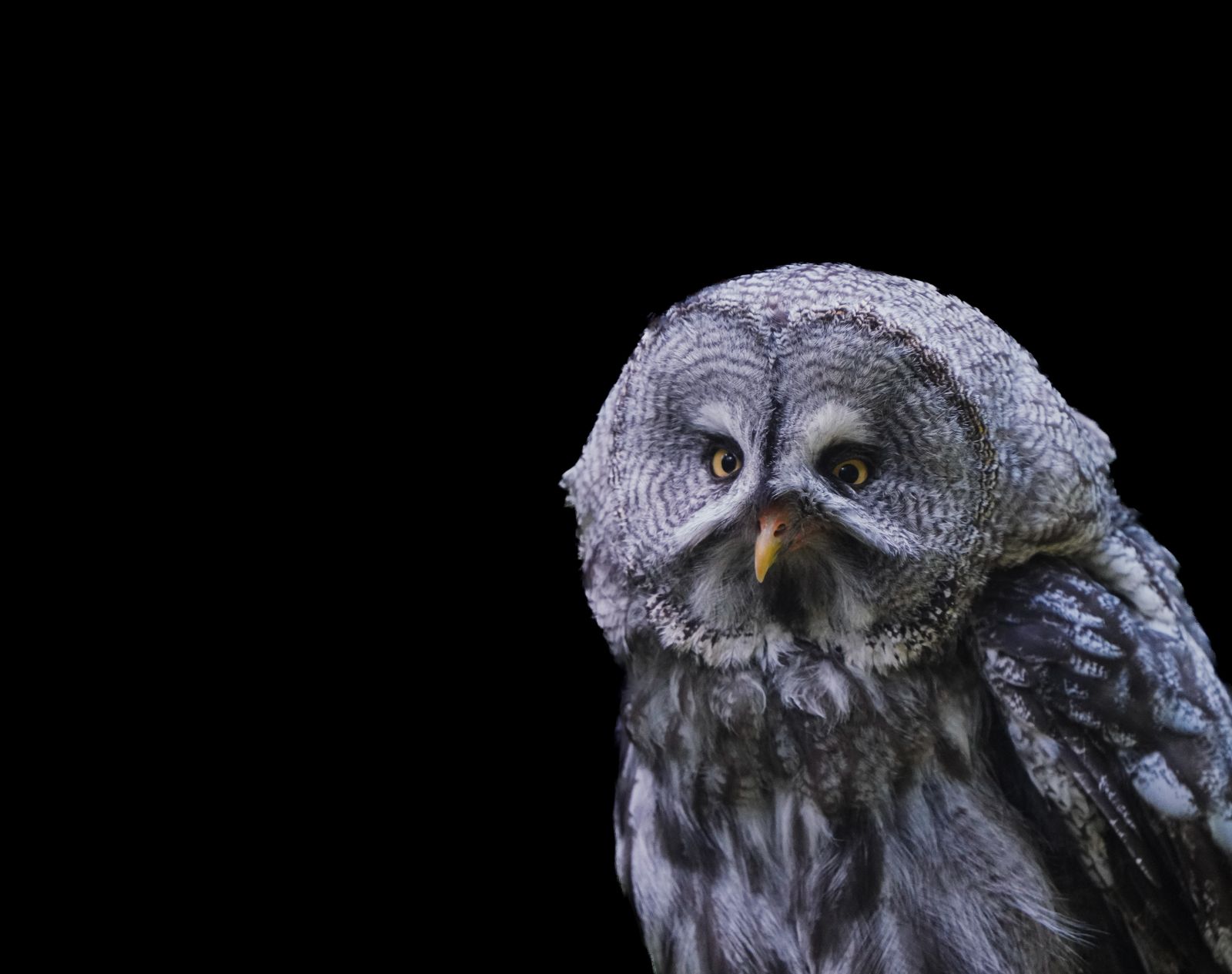 Night Owl Photos, Download The BEST Free Night Owl Stock Photos & HD Images