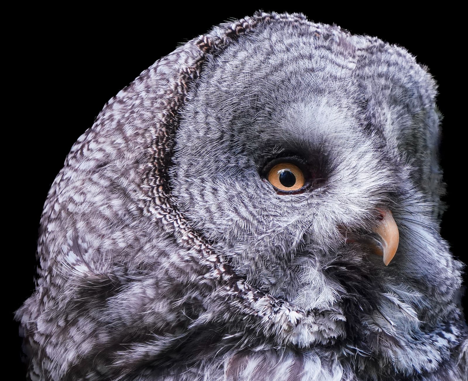 White Owl Photos, Download The BEST Free White Owl Stock Photos & HD Images