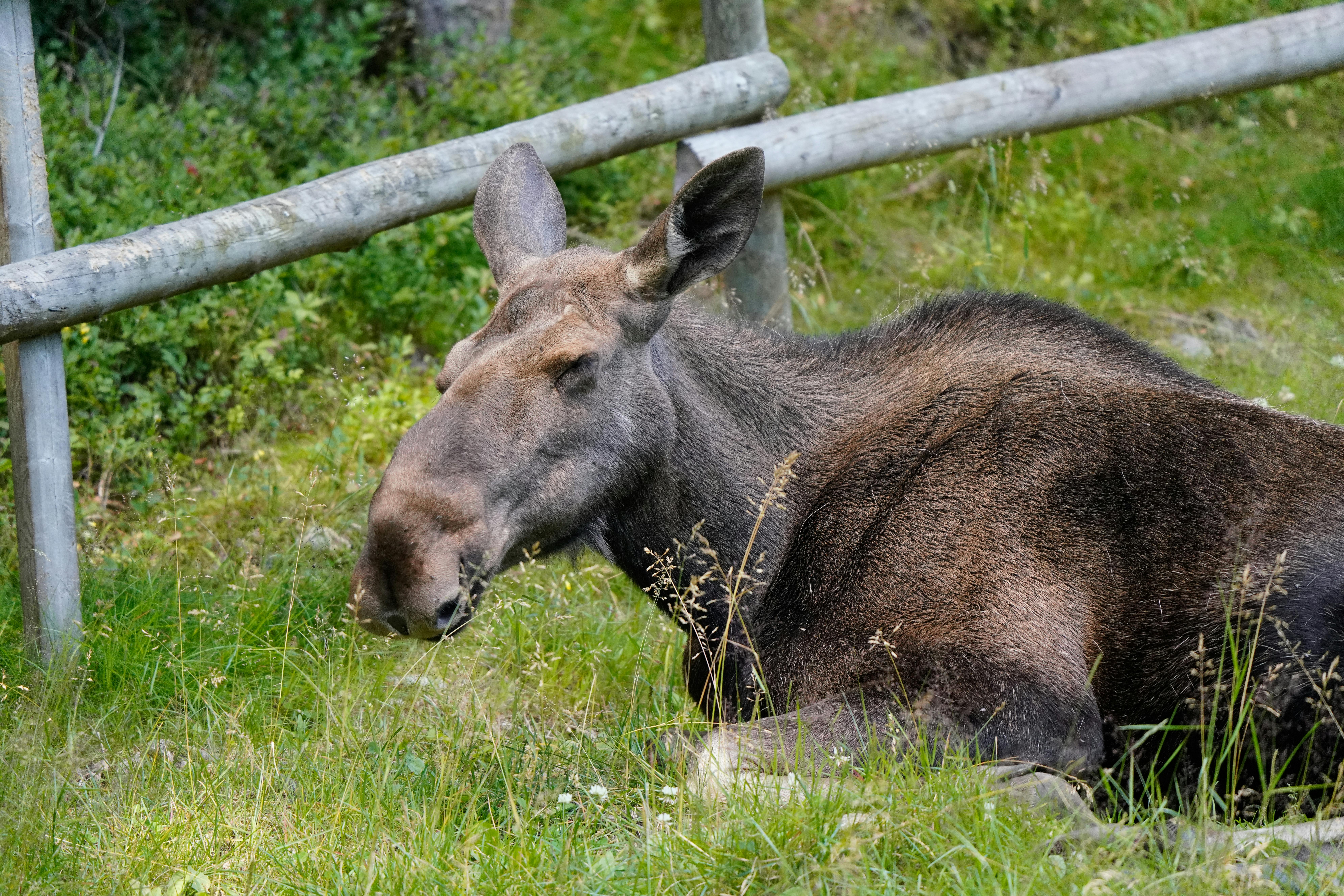 Moose Lying Down in Grass · Free Stock Photo