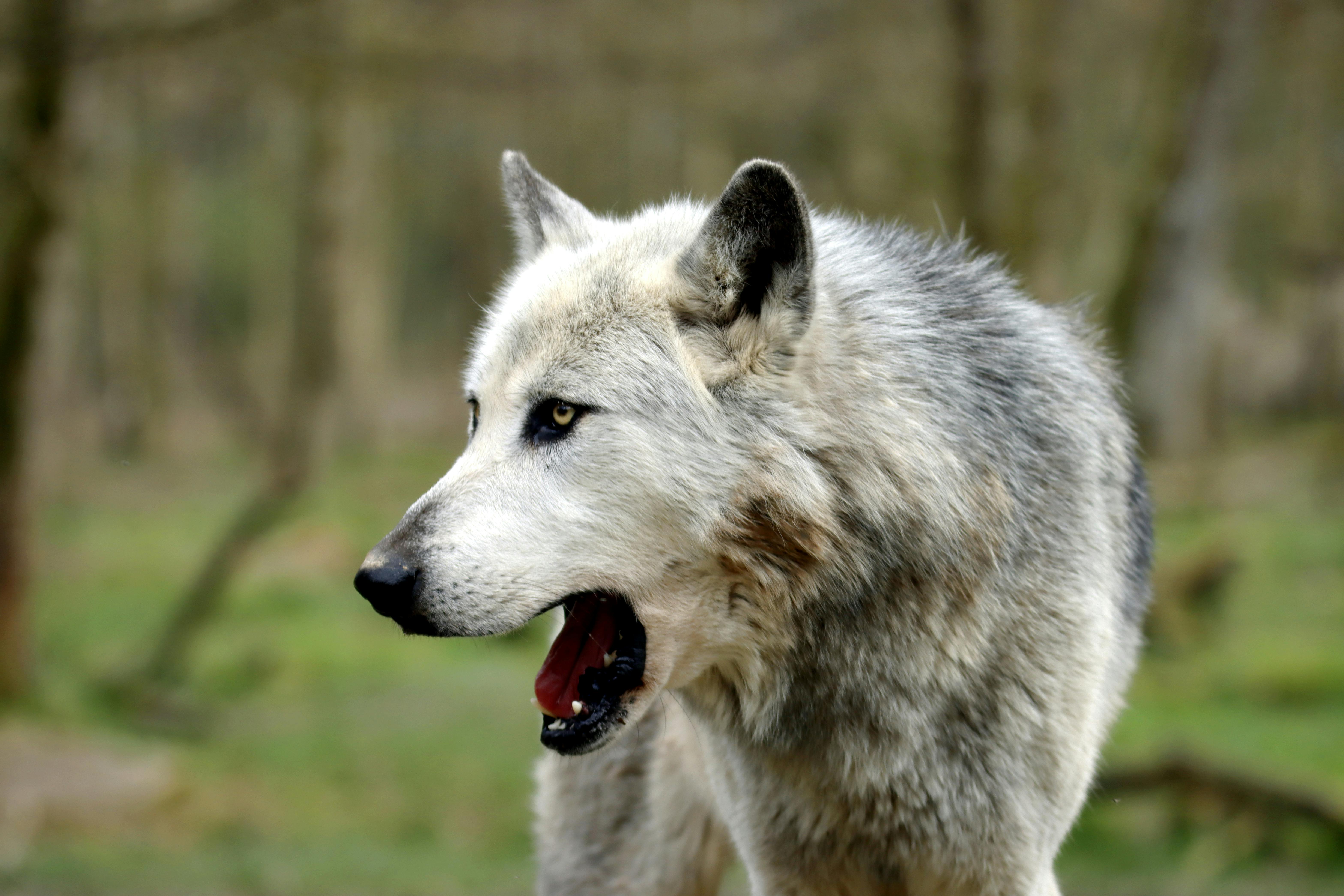 Howling Wolf in Summer Scenery · Free Stock Photo