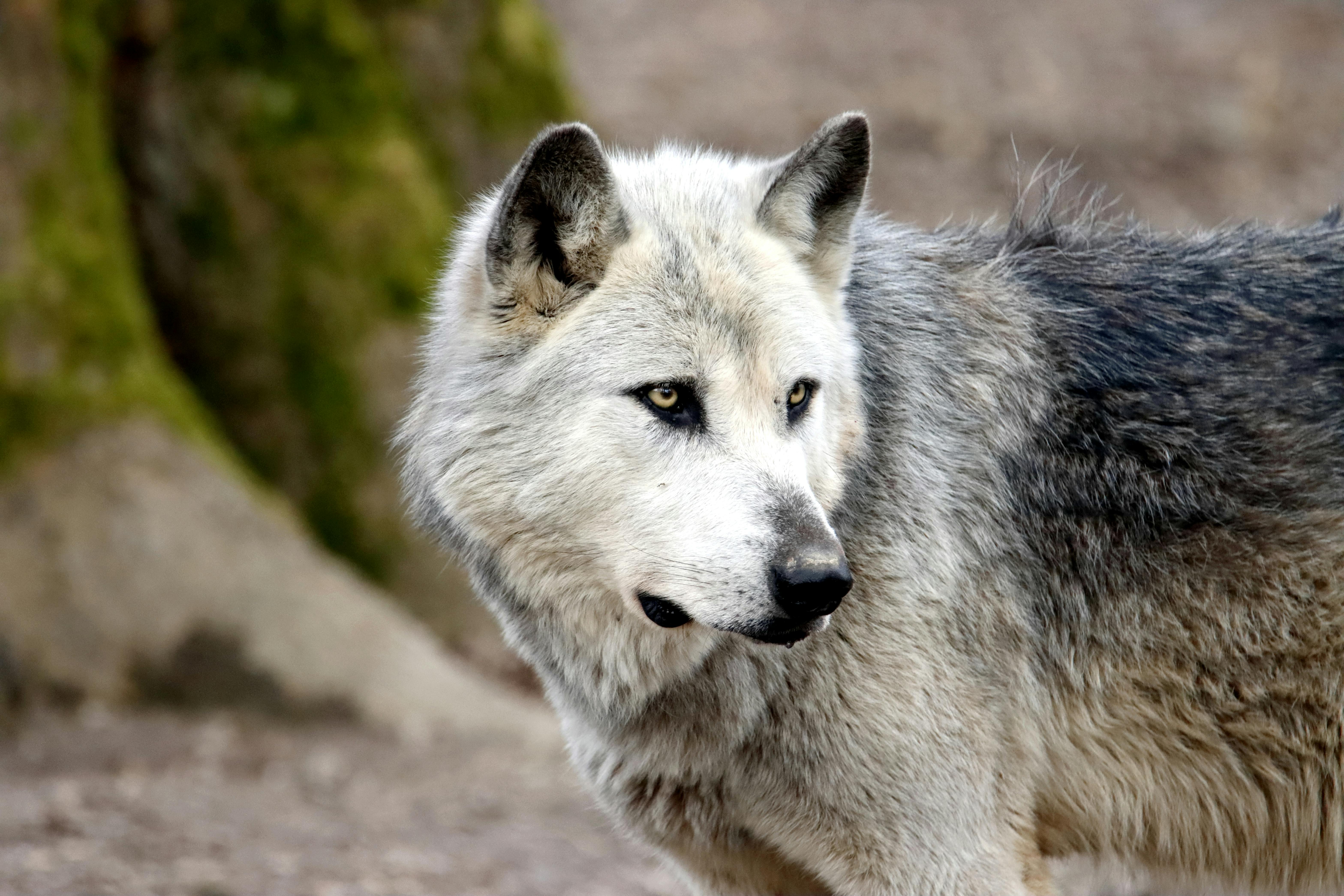 A Close-Up Shot of a Wolf · Free Stock Photo