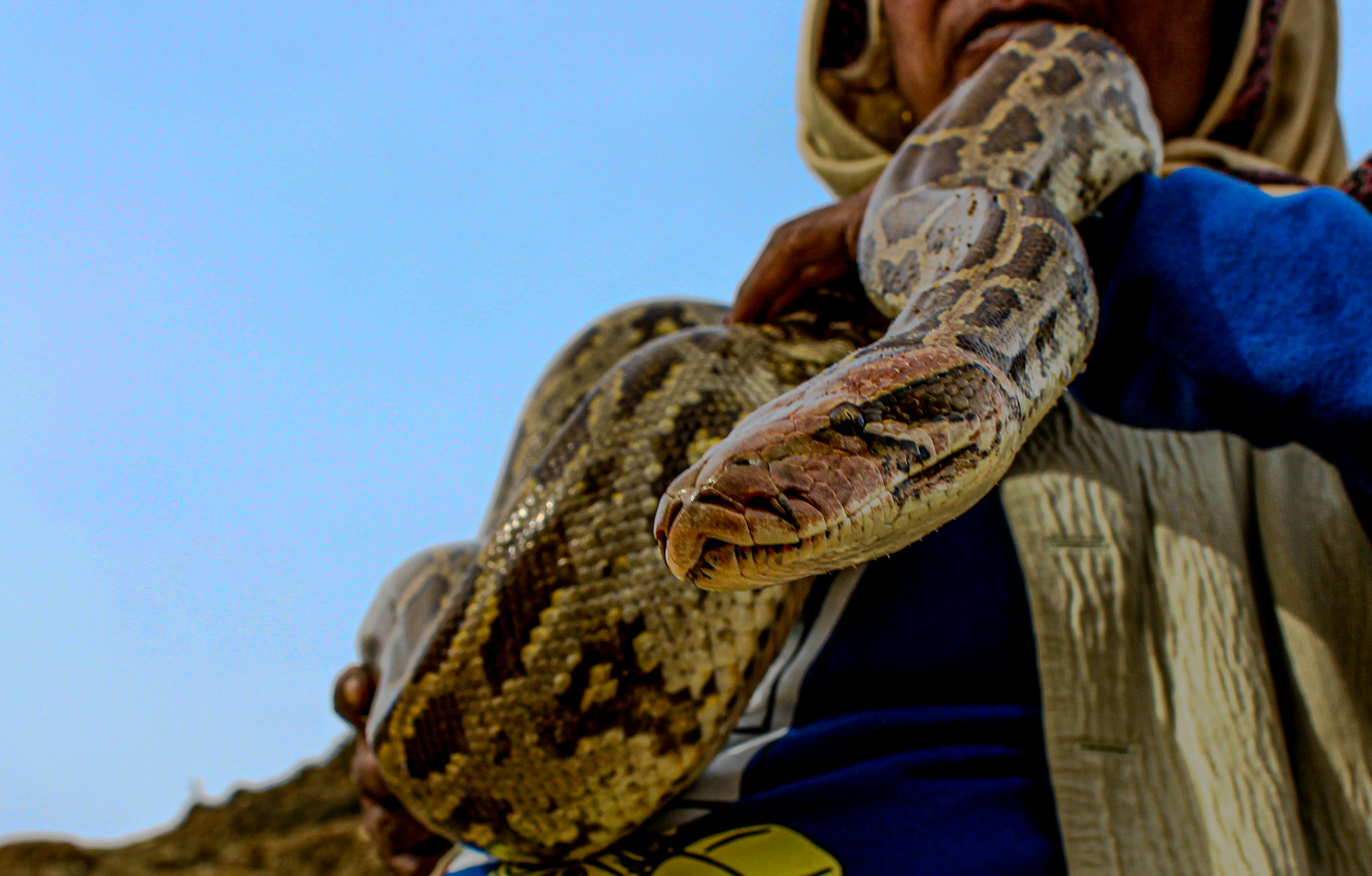 Woman Holding a Python · Free Stock Photo
