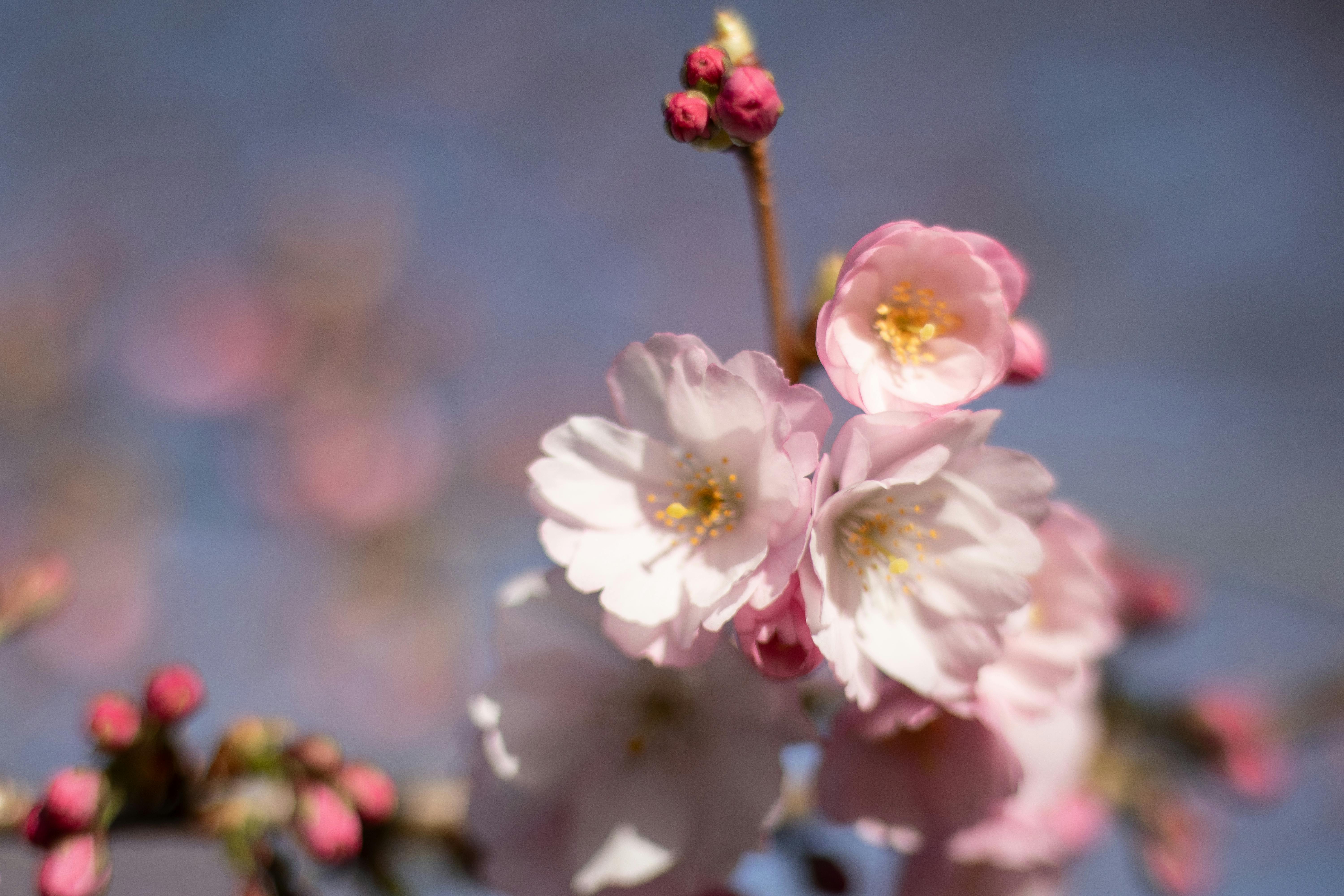 Claudia CDK - Photography