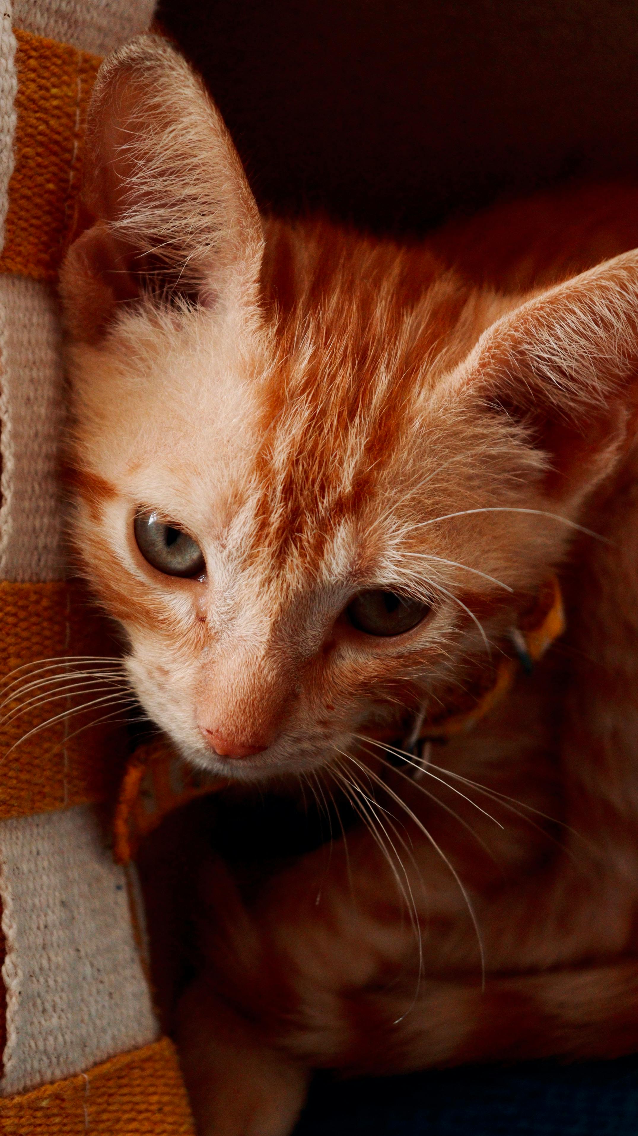 Close-up of a Orange Tabby Cat · Free Stock Photo