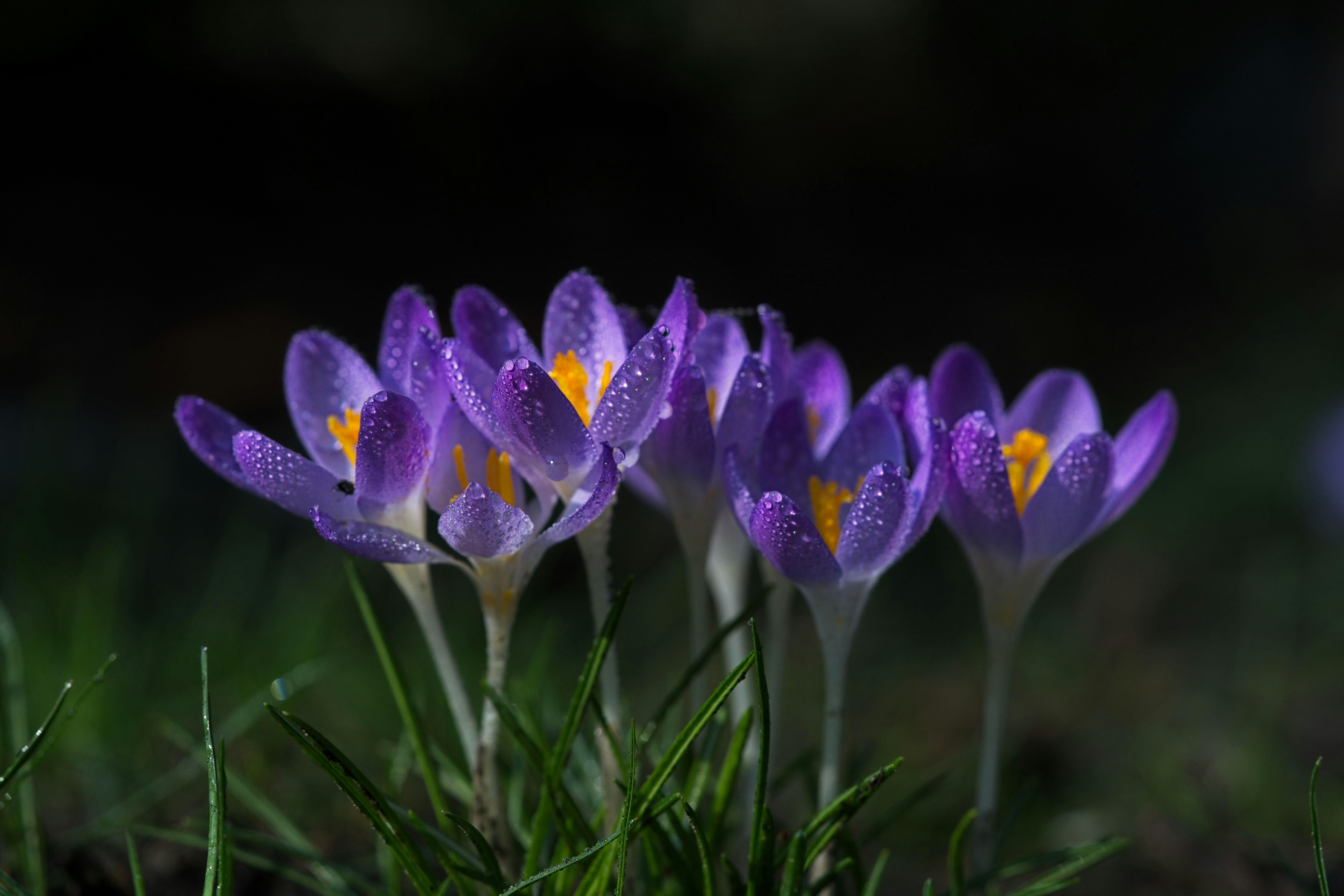 Purple Crocus Flowers in Bloom · Free Stock Photo