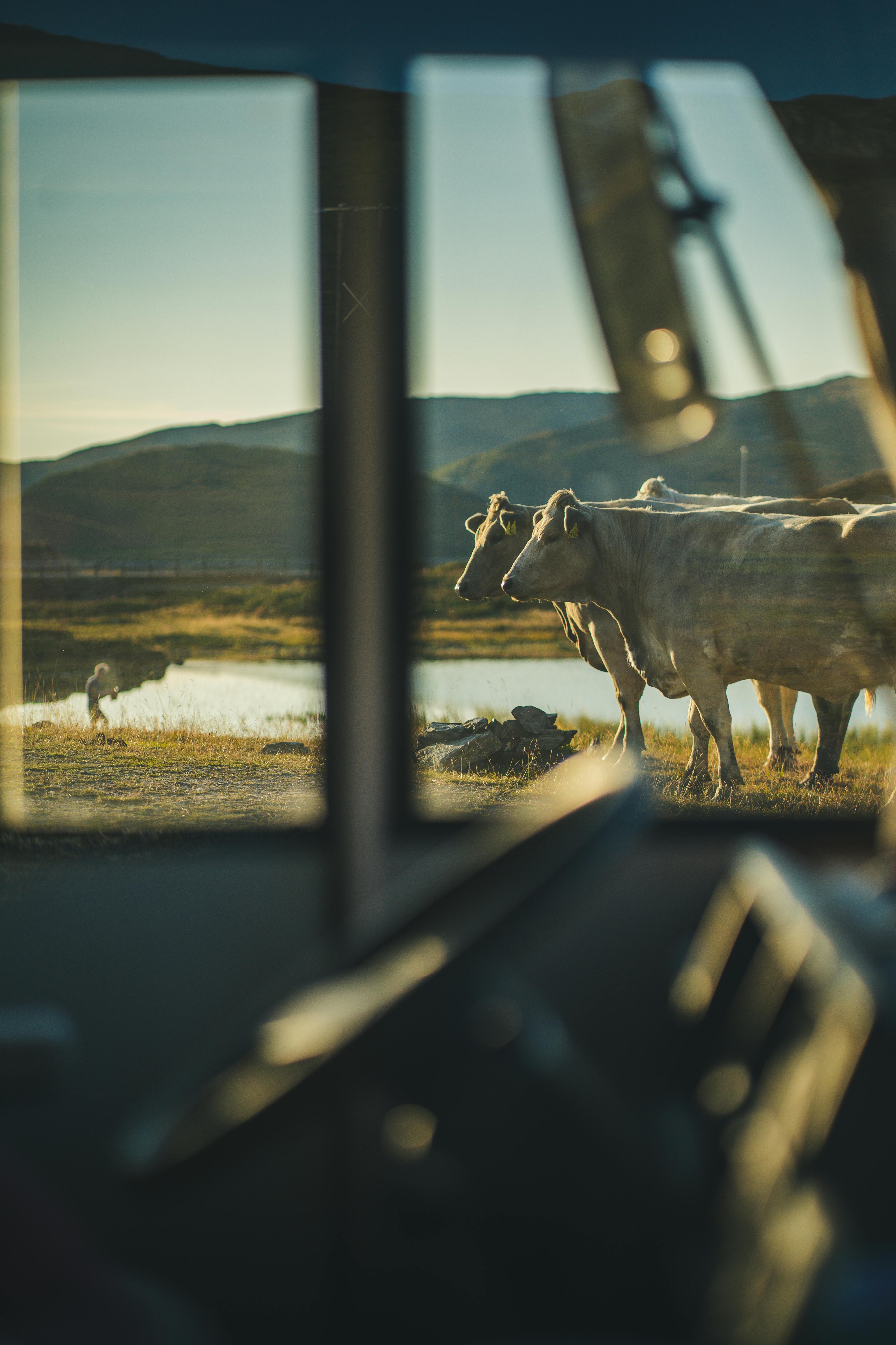 View from the Inside of a Car on Cows Grazing on a Pasture · Free Stock ...
