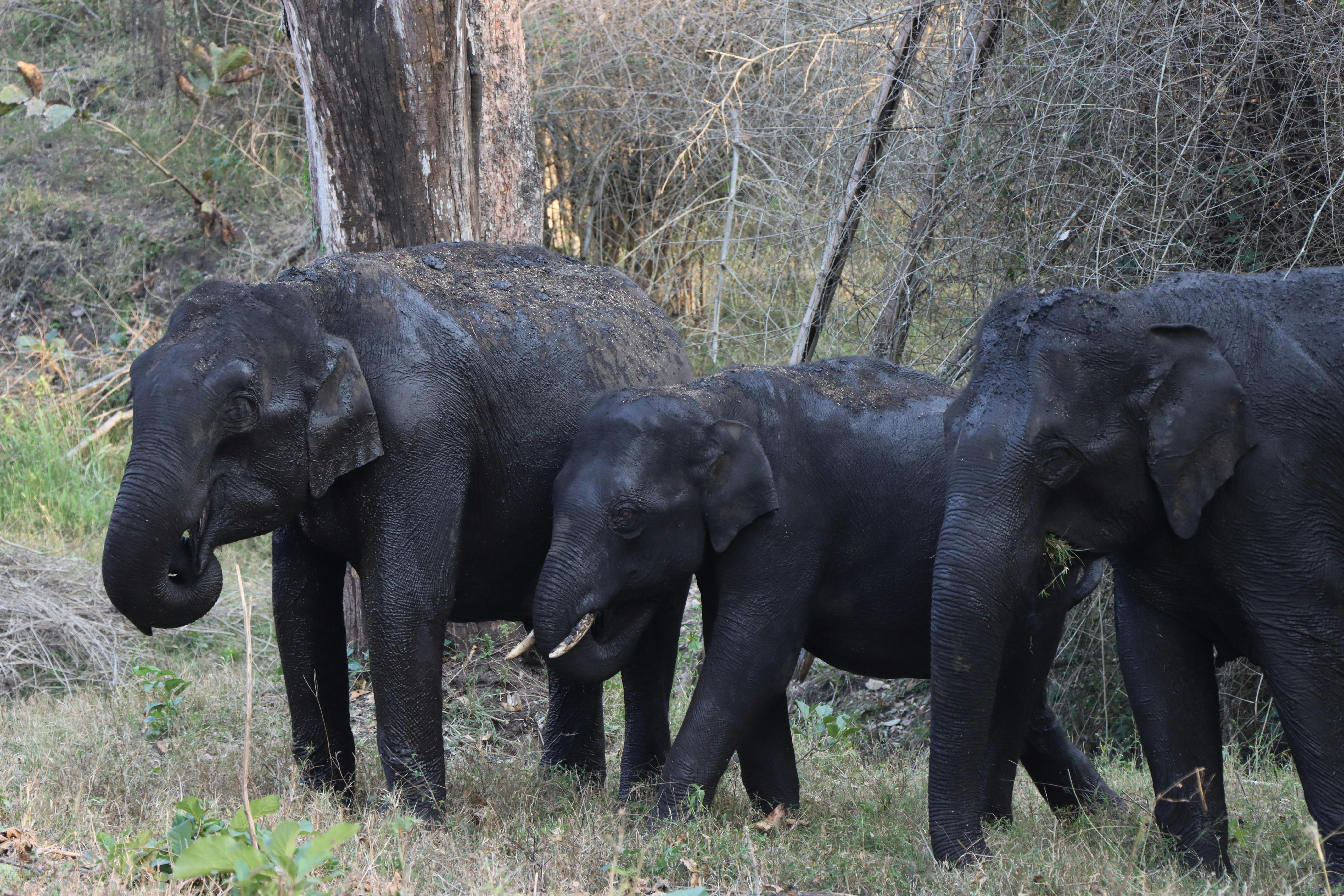 Group of Elephants on Walking on Brown Road during Daytime · Free Stock ...