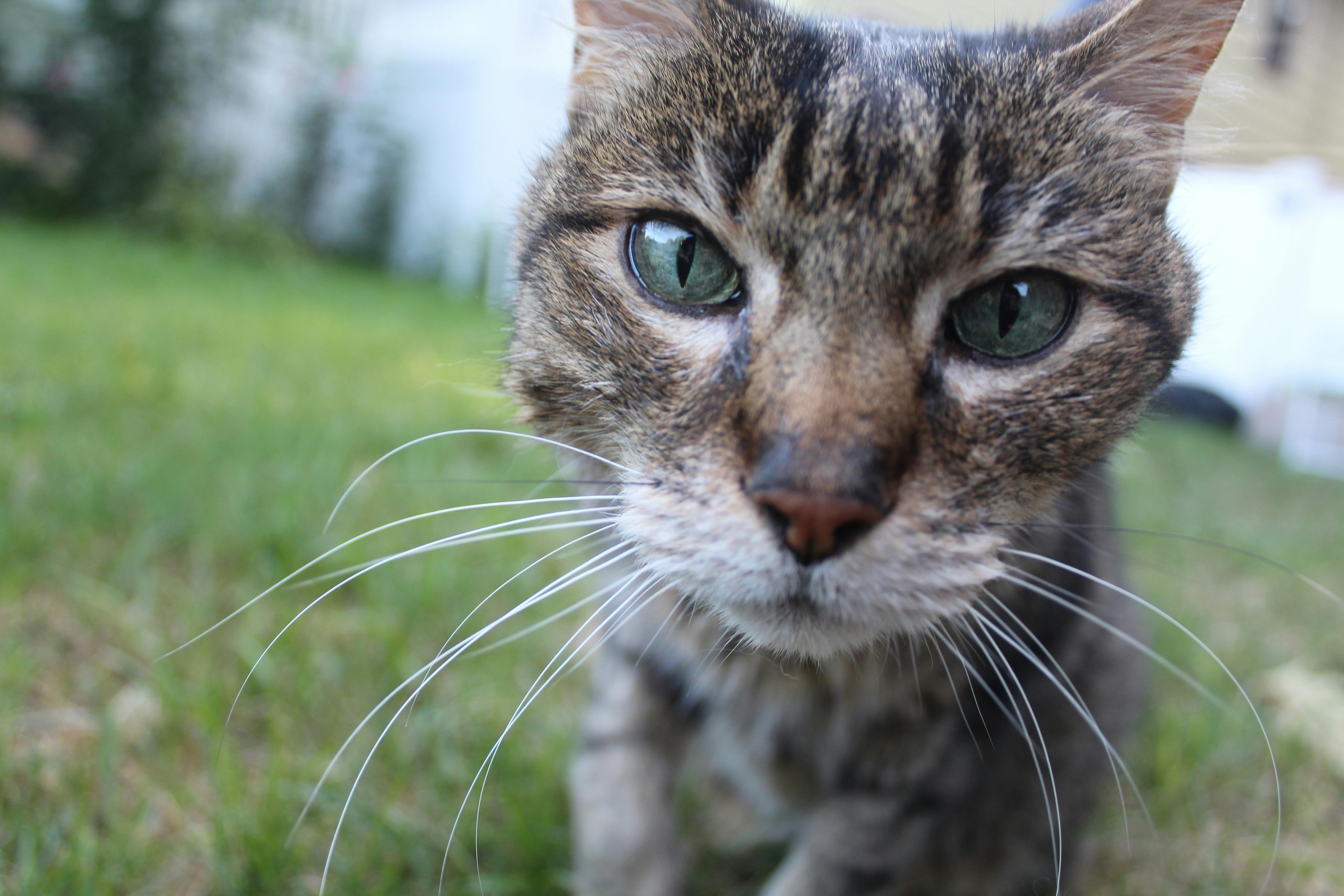 Faron Brazis - Photography