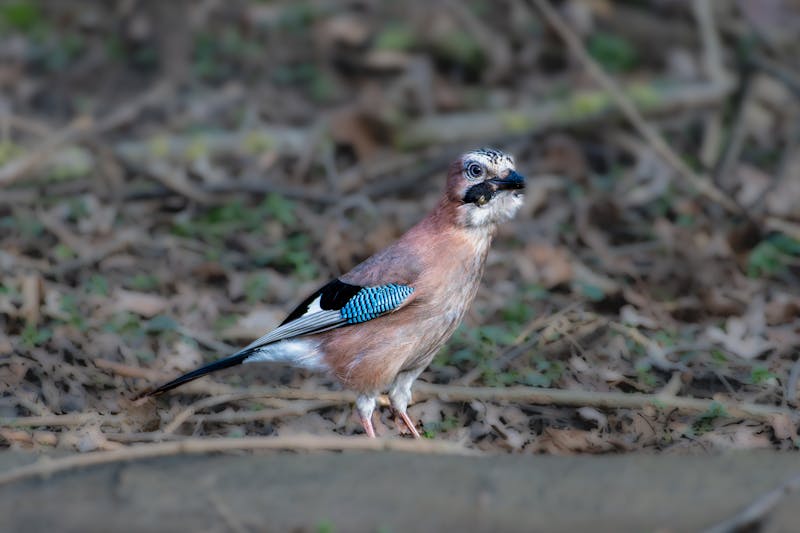 Sara Jay Photos, Download The BEST Free Sara Jay Stock Photos & HD Images