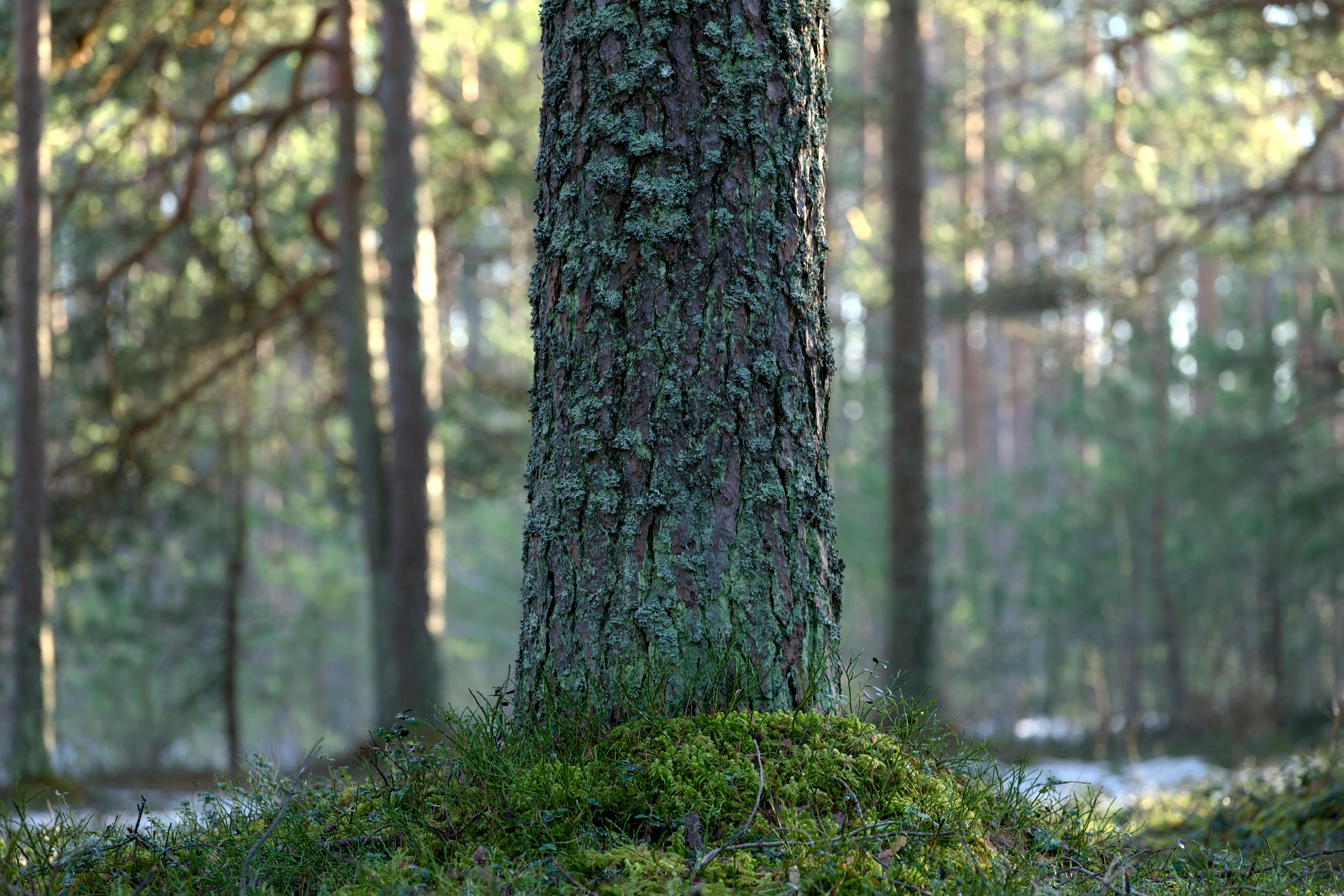 Foto de stock gratuita sobre al aire libre, árbol, arboles, bañador ...