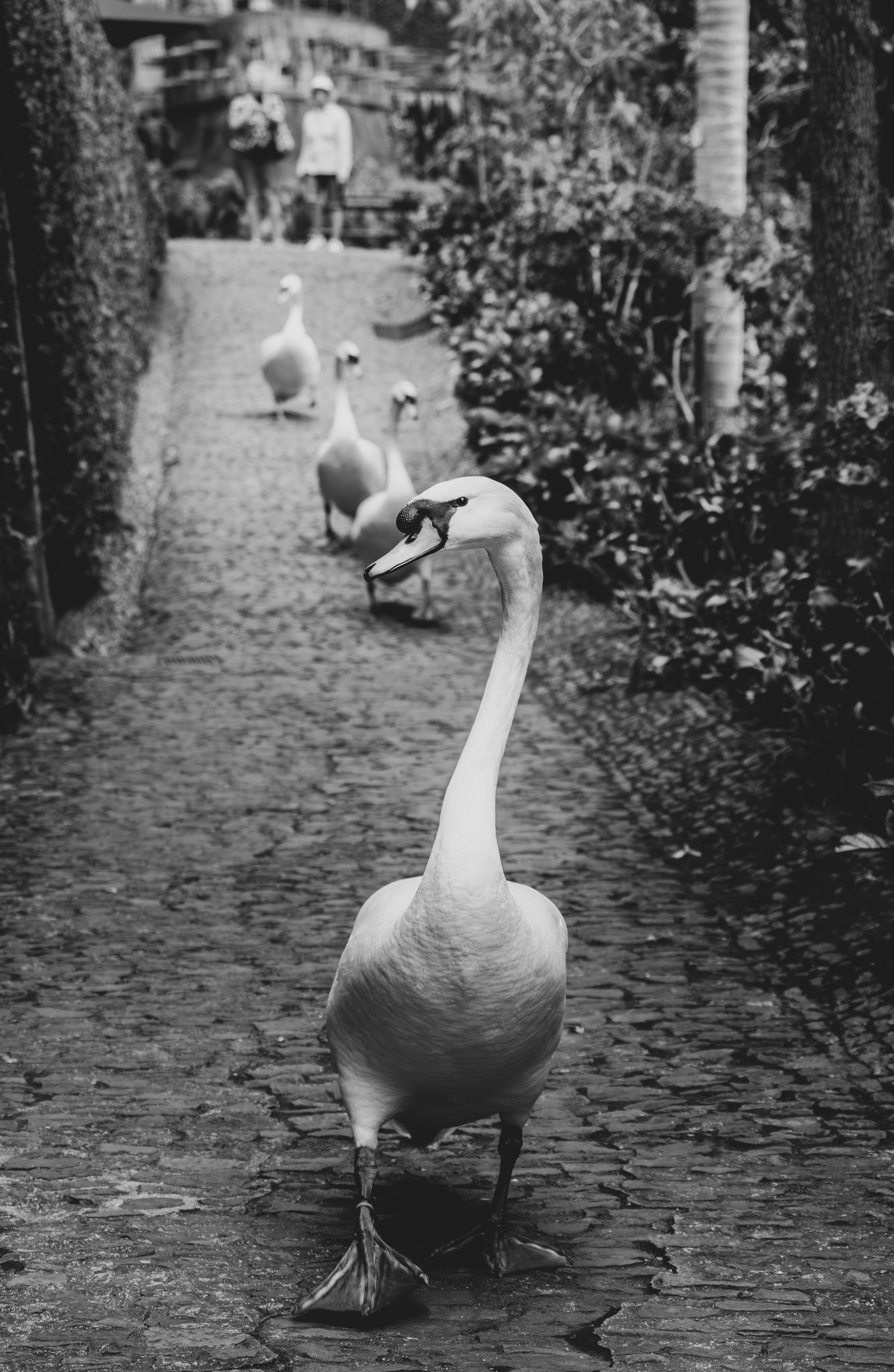 Swans Walking down the Sidewalk · Free Stock Photo