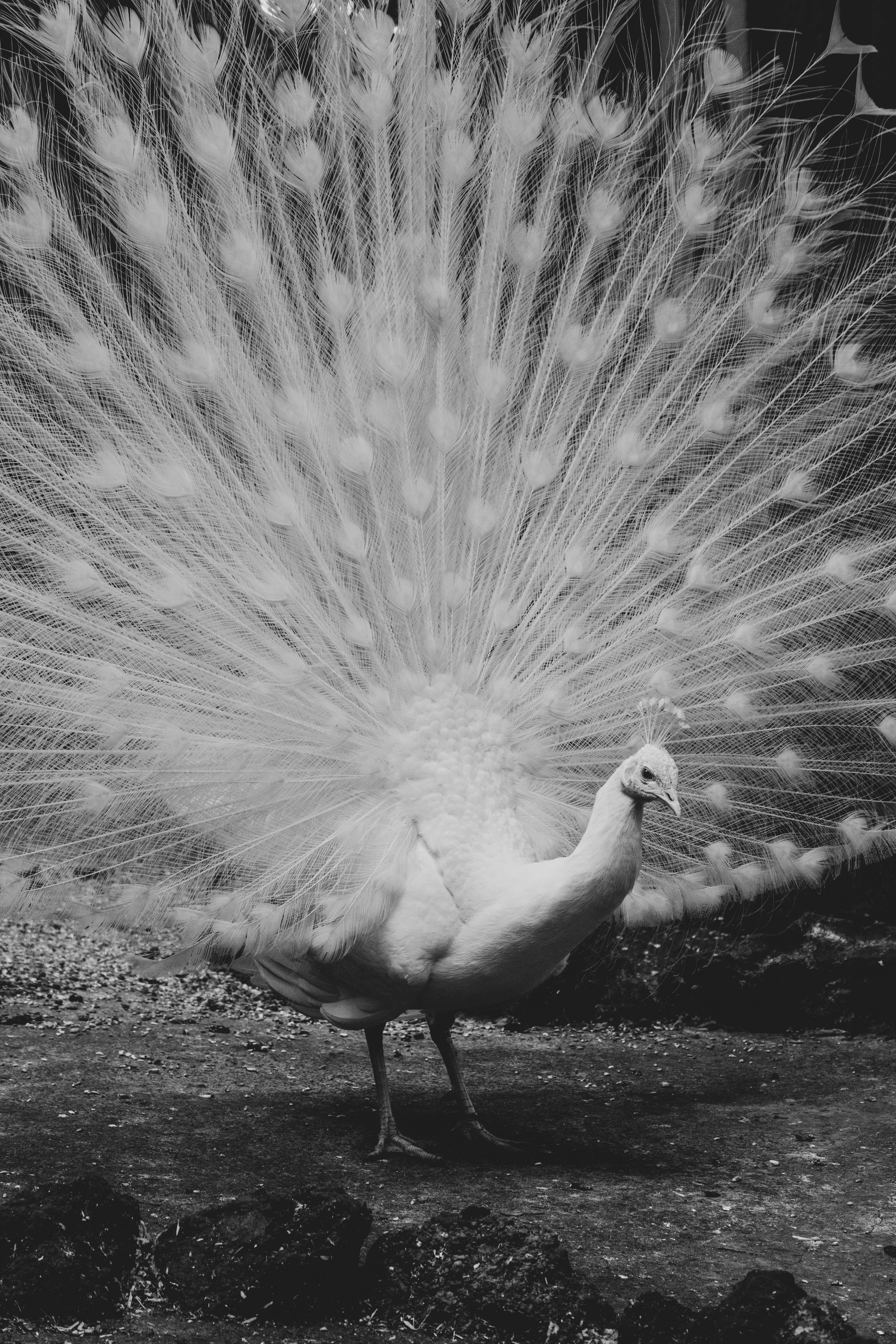 Hot Tail Photos, Download The BEST Free Hot Tail Stock Photos & HD Images