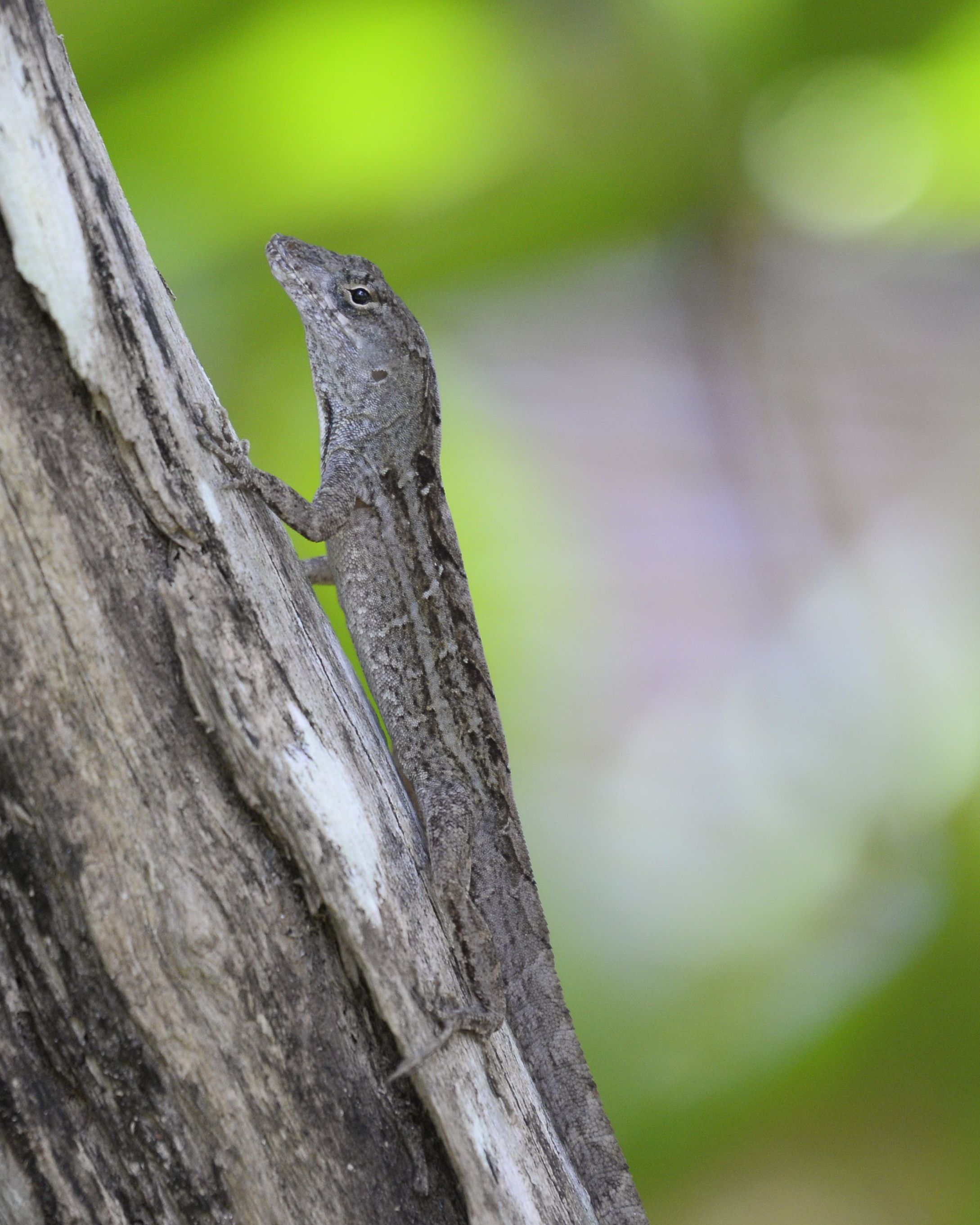 Lizard on Tree · Free Stock Photo