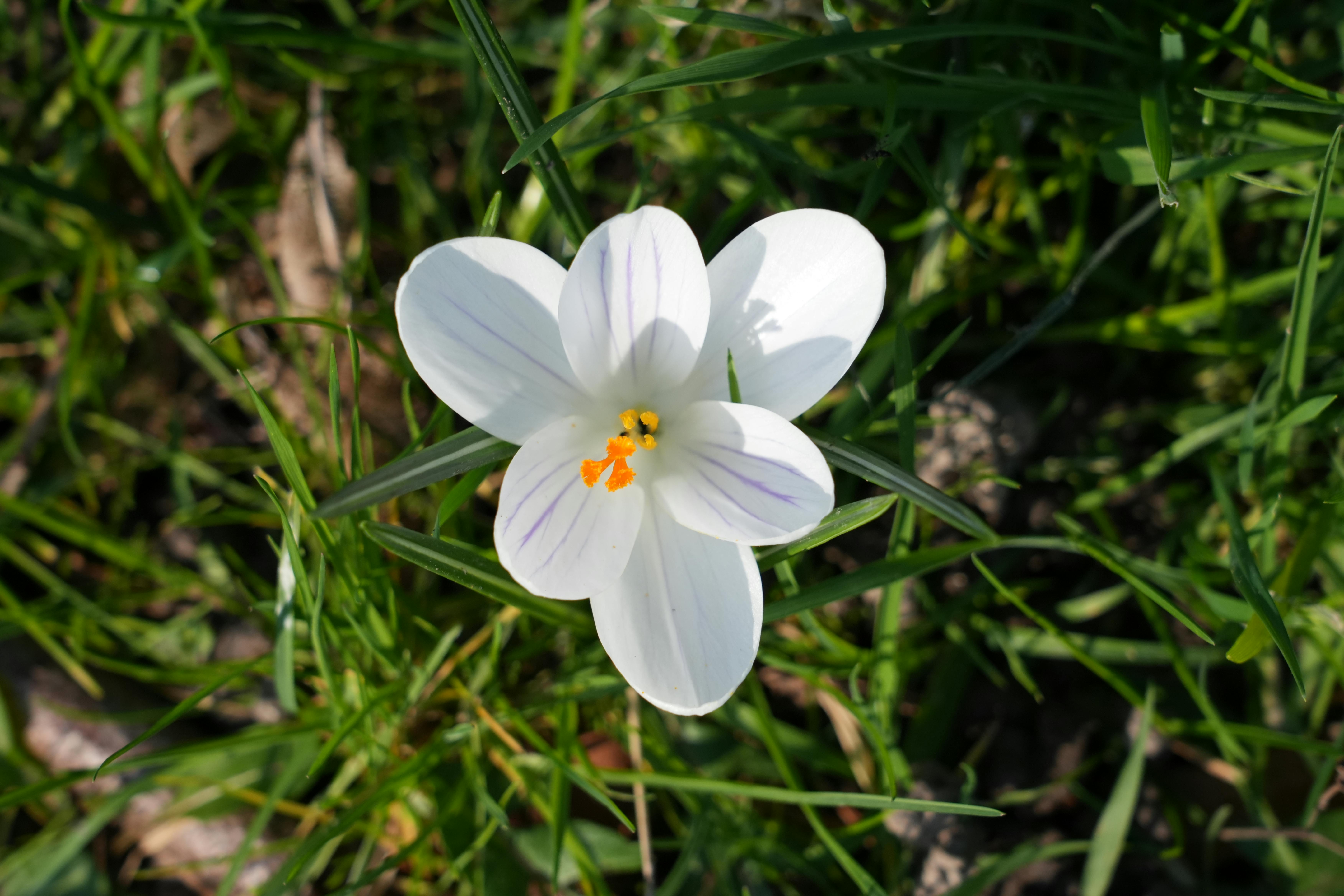 Close-up of a White Crocus · Free Stock Photo