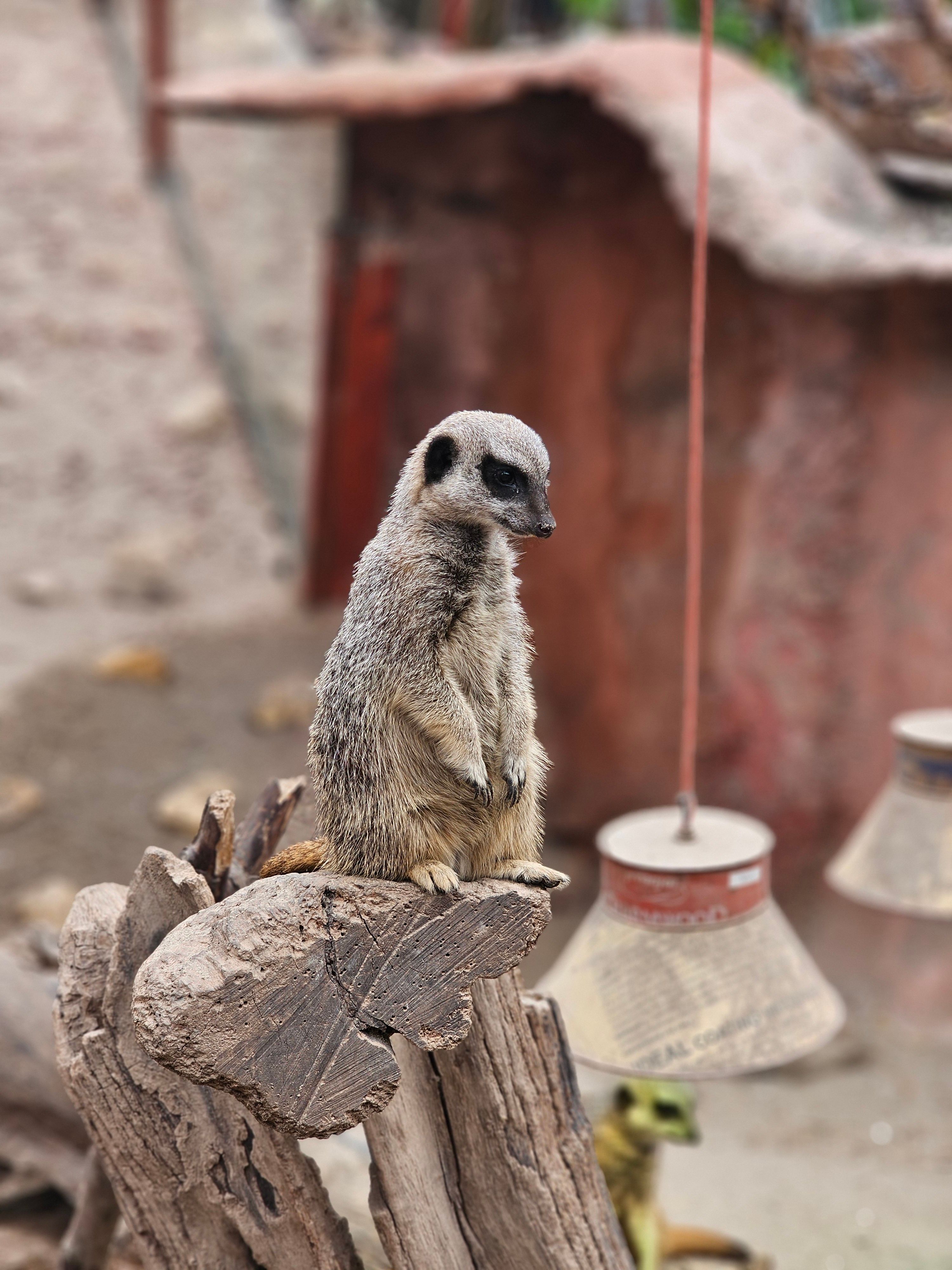 Close-up of a Meercat at the Zoo · Free Stock Photo