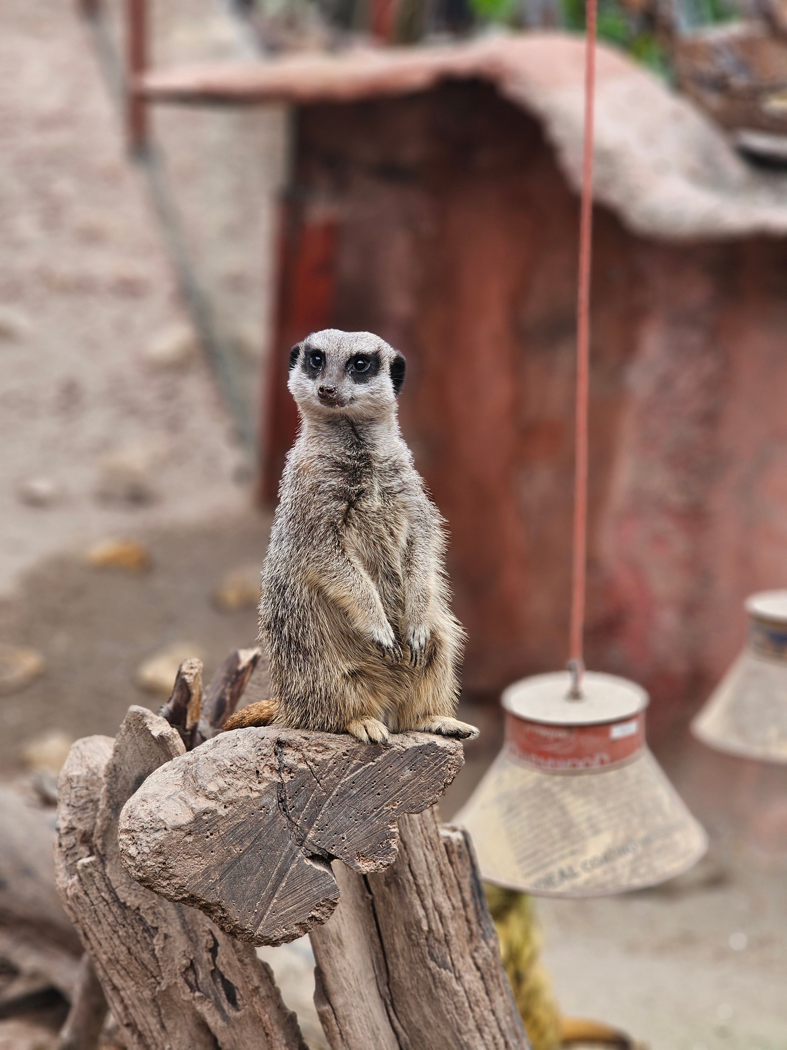 Close-up of a Meercat at the Zoo · Free Stock Photo