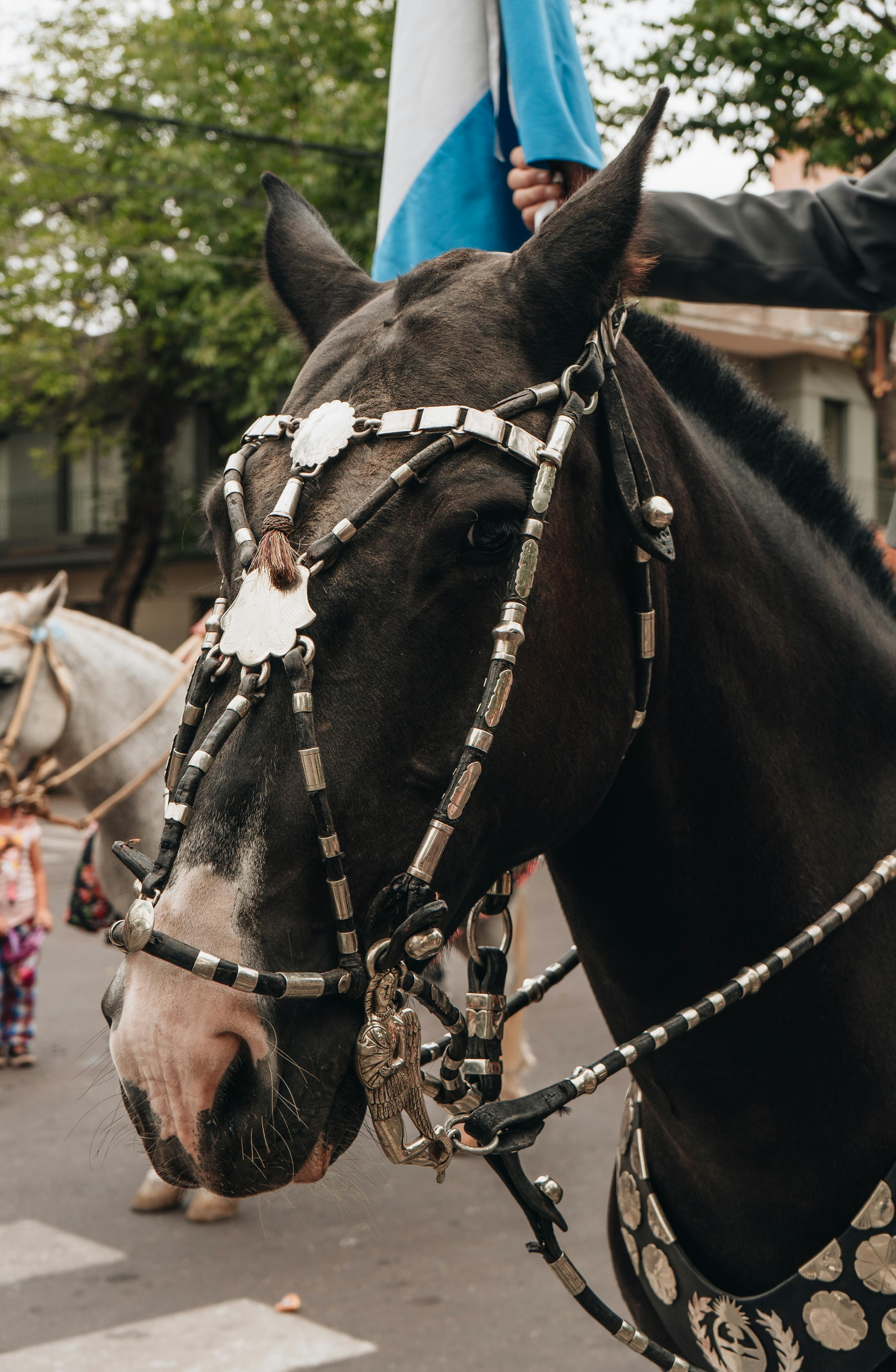 Close-up of a Horse with Ornate Bridle at a Parade · Free Stock Photo