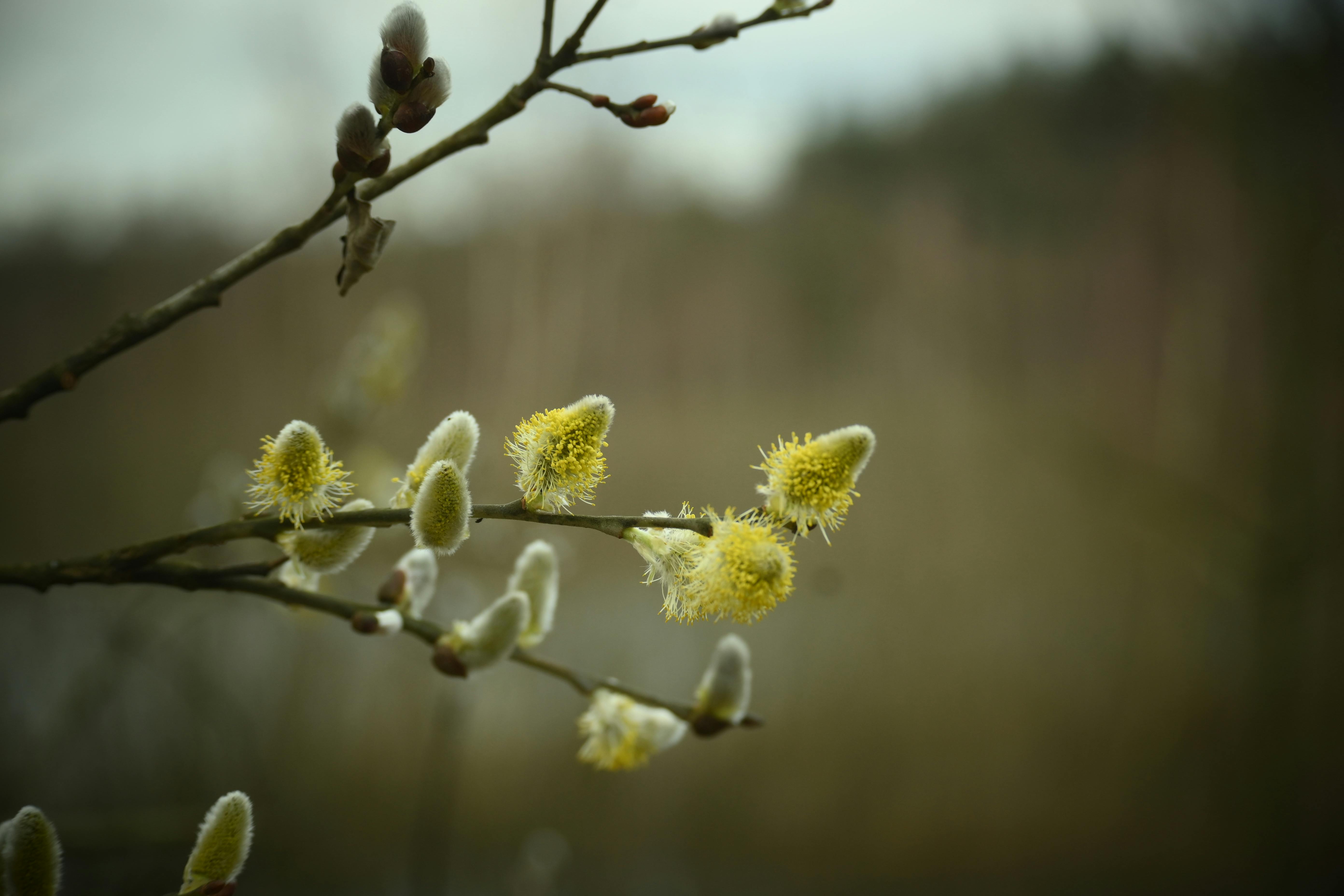 Closeup of a Growing Branch of a Tree · Free Stock Photo