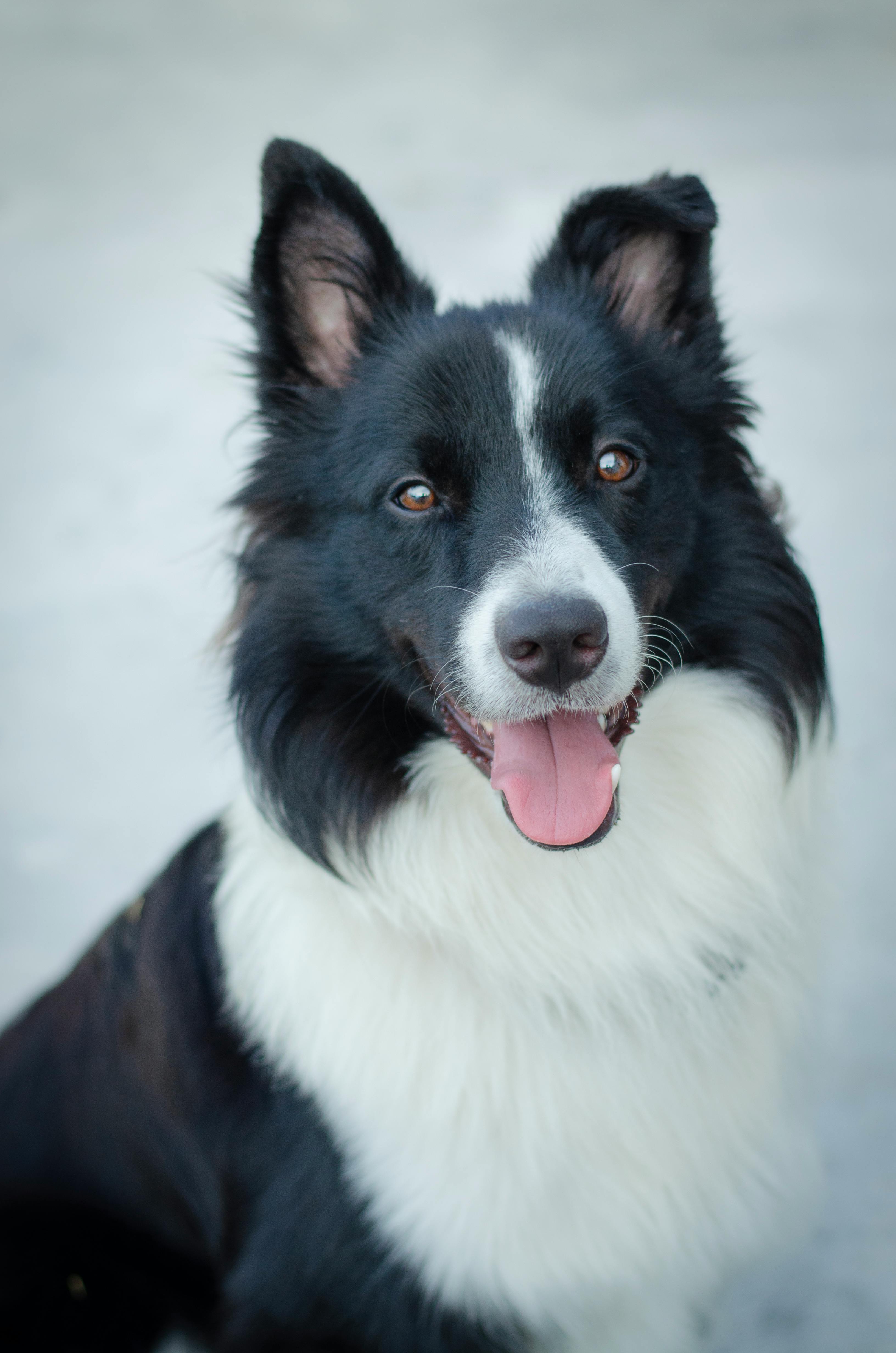 An Adorable Border Collie · Free Stock Photo