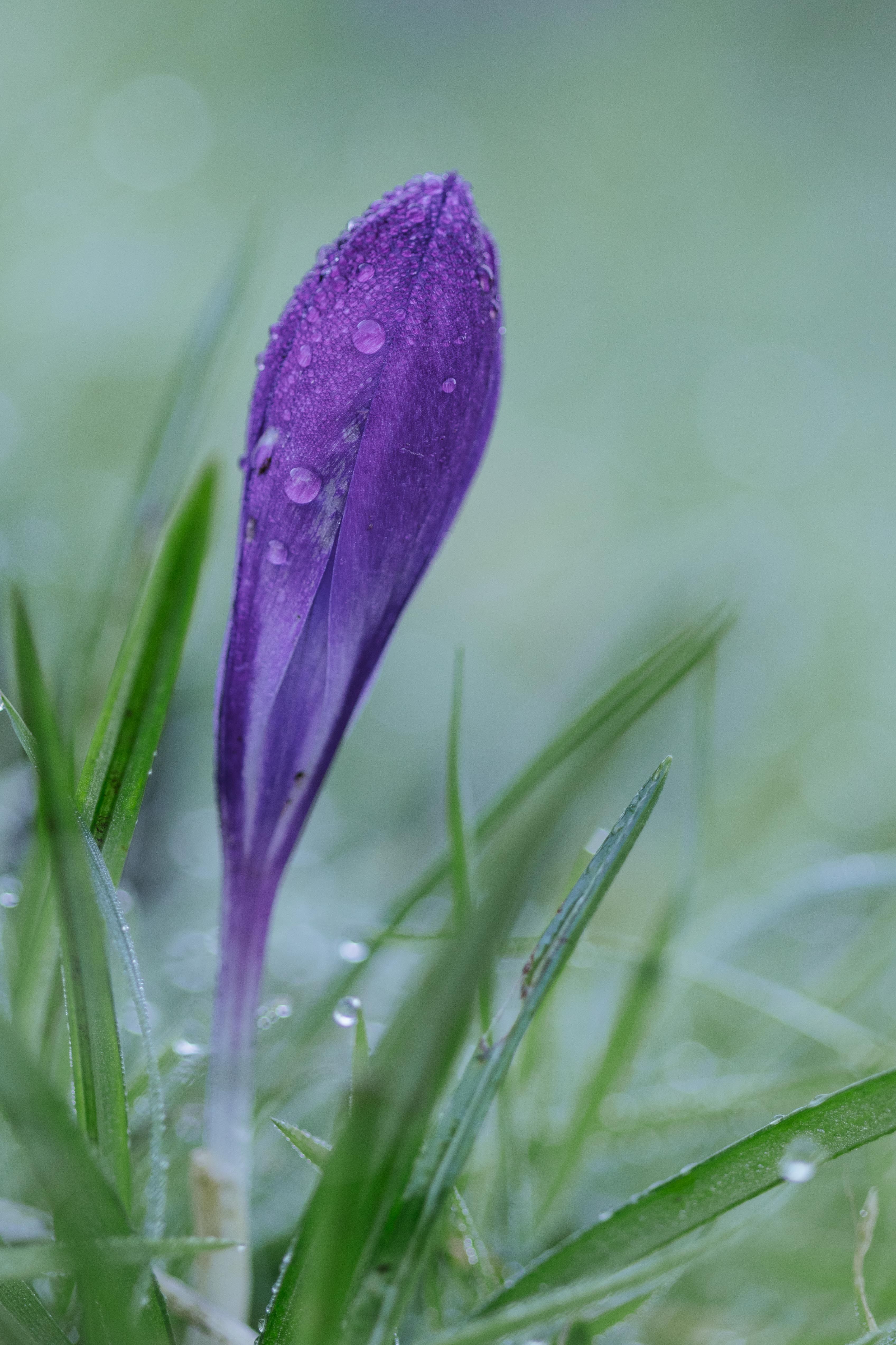 Purple Closed Crocus After Rain · Free Stock Photo