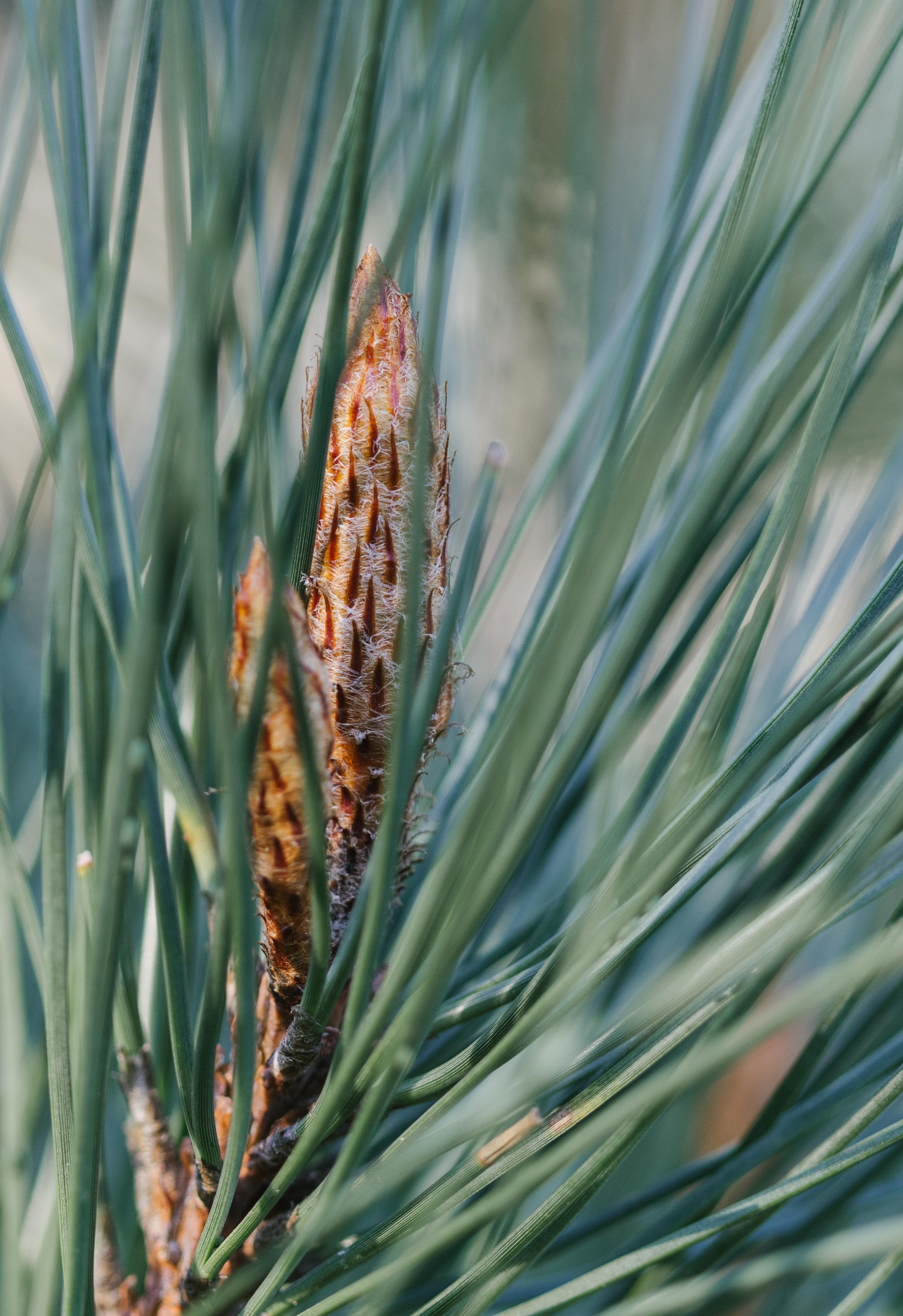 Close up of Evergreen Needles · Free Stock Photo