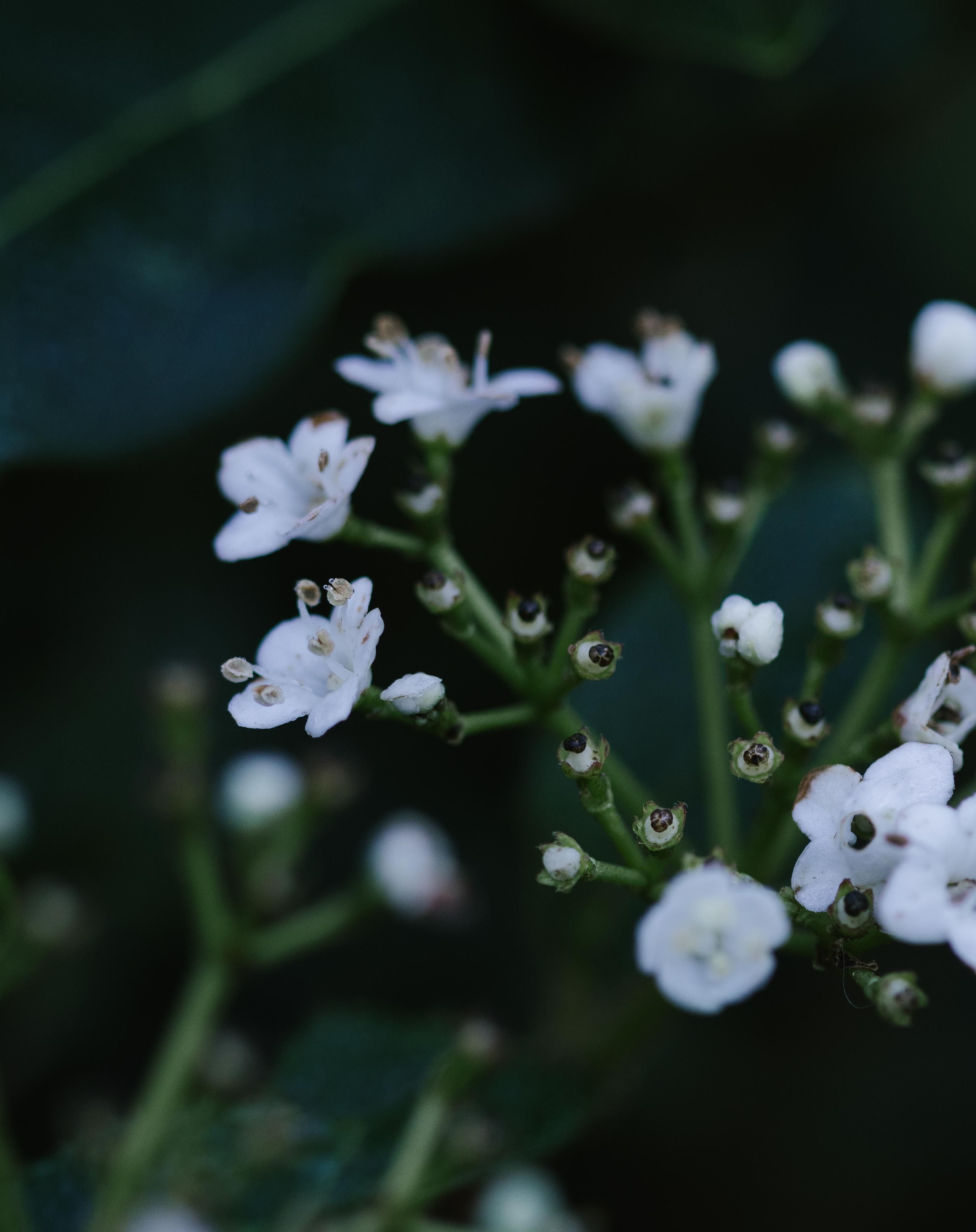 Close Up Flowers Photos, Download The BEST Free Close Up Flowers Stock ...