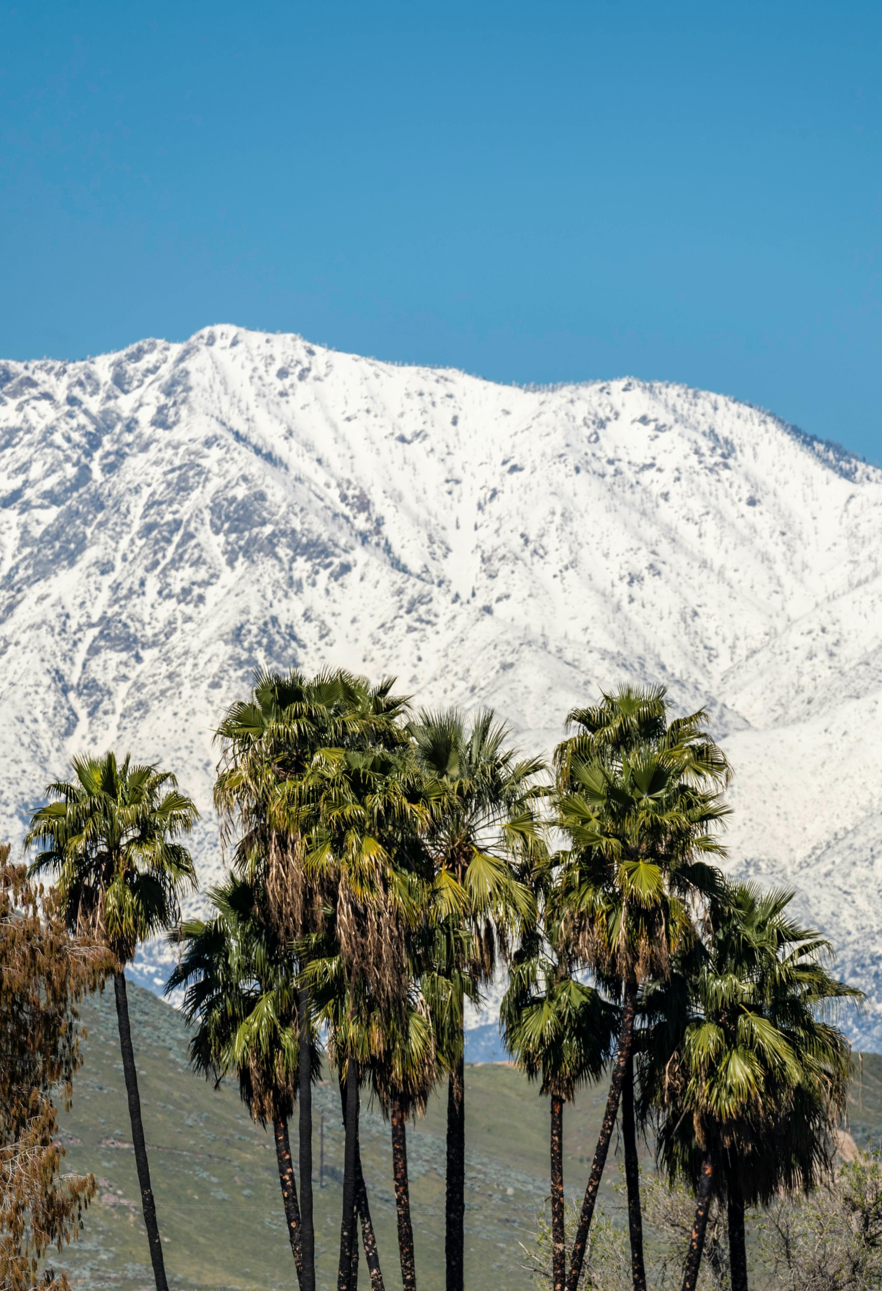 Palm Trees and Mountain in Snow in California · Free Stock Photo