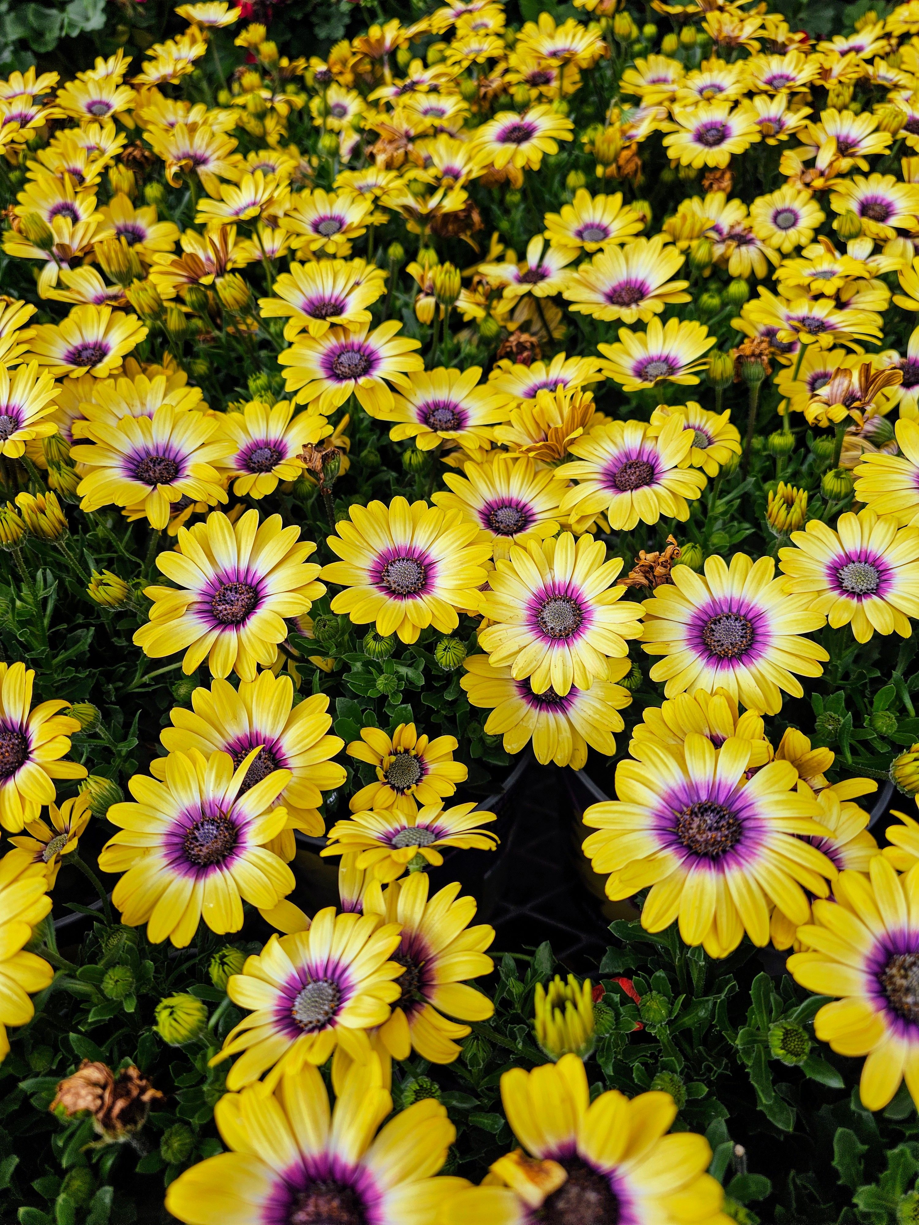 Yellow Flowers in Garden · Free Stock Photo