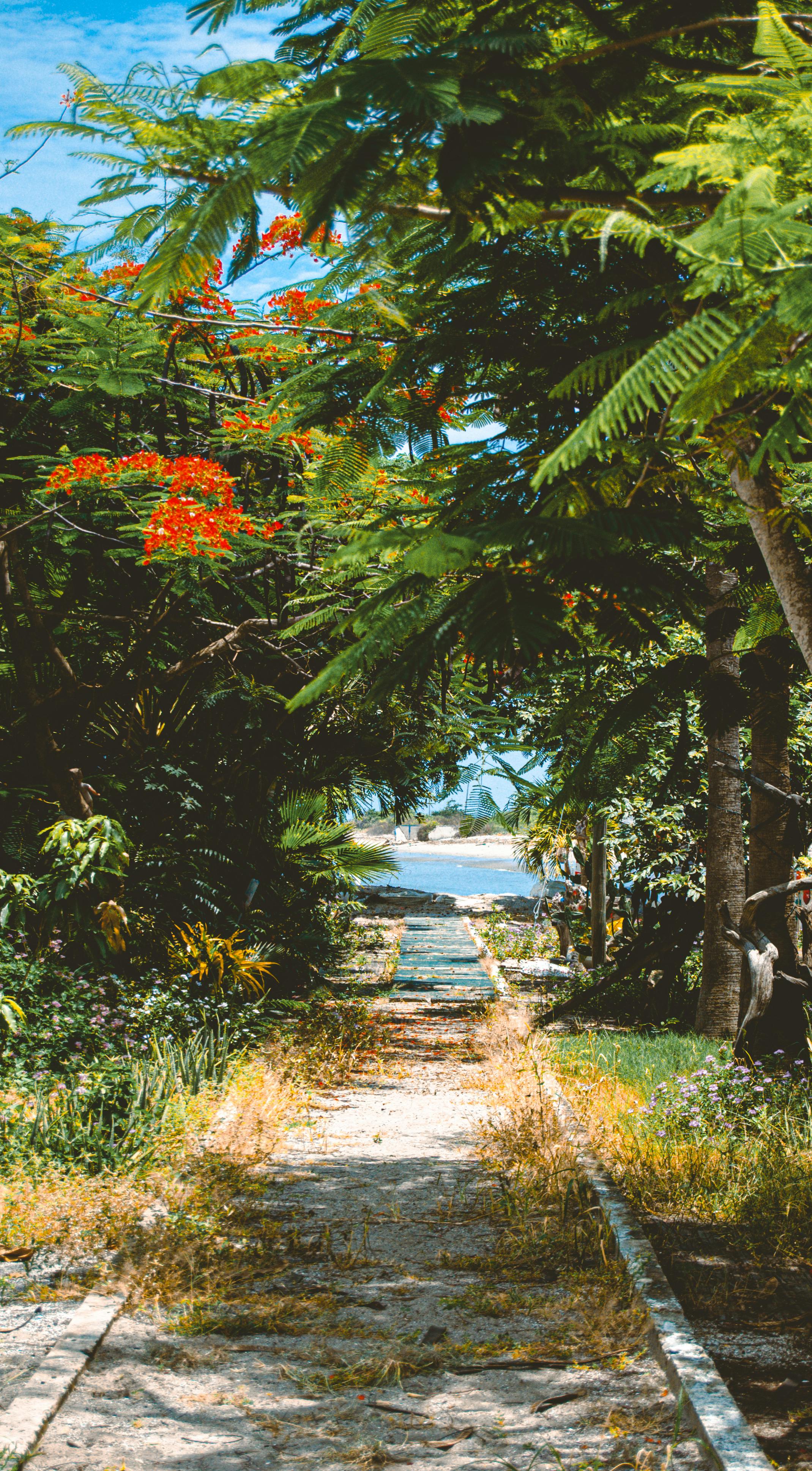 Tropical Nature Photos, Download The BEST Free Tropical Nature Stock ...