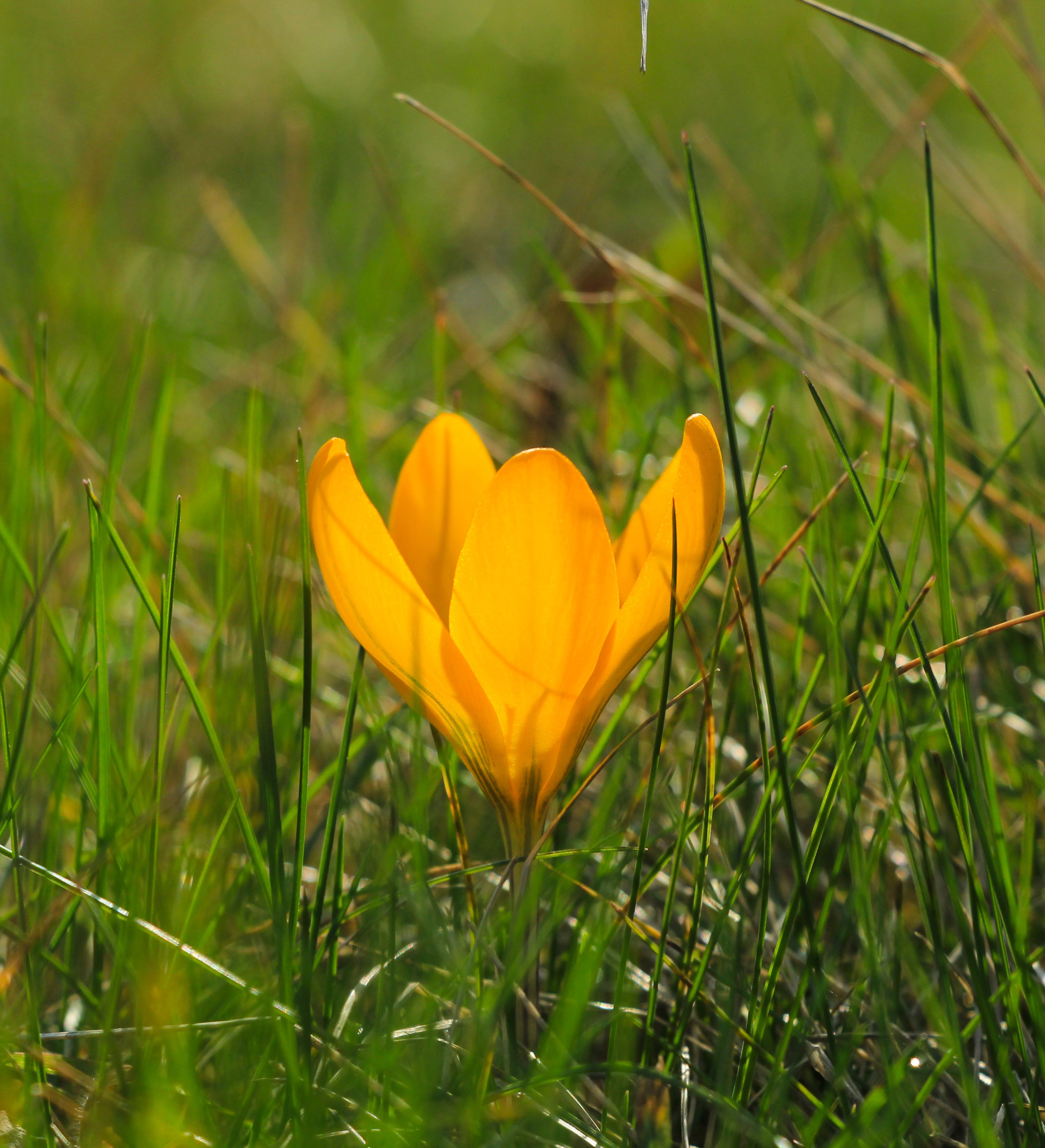 Yellow Crocus Among the Grass · Free Stock Photo