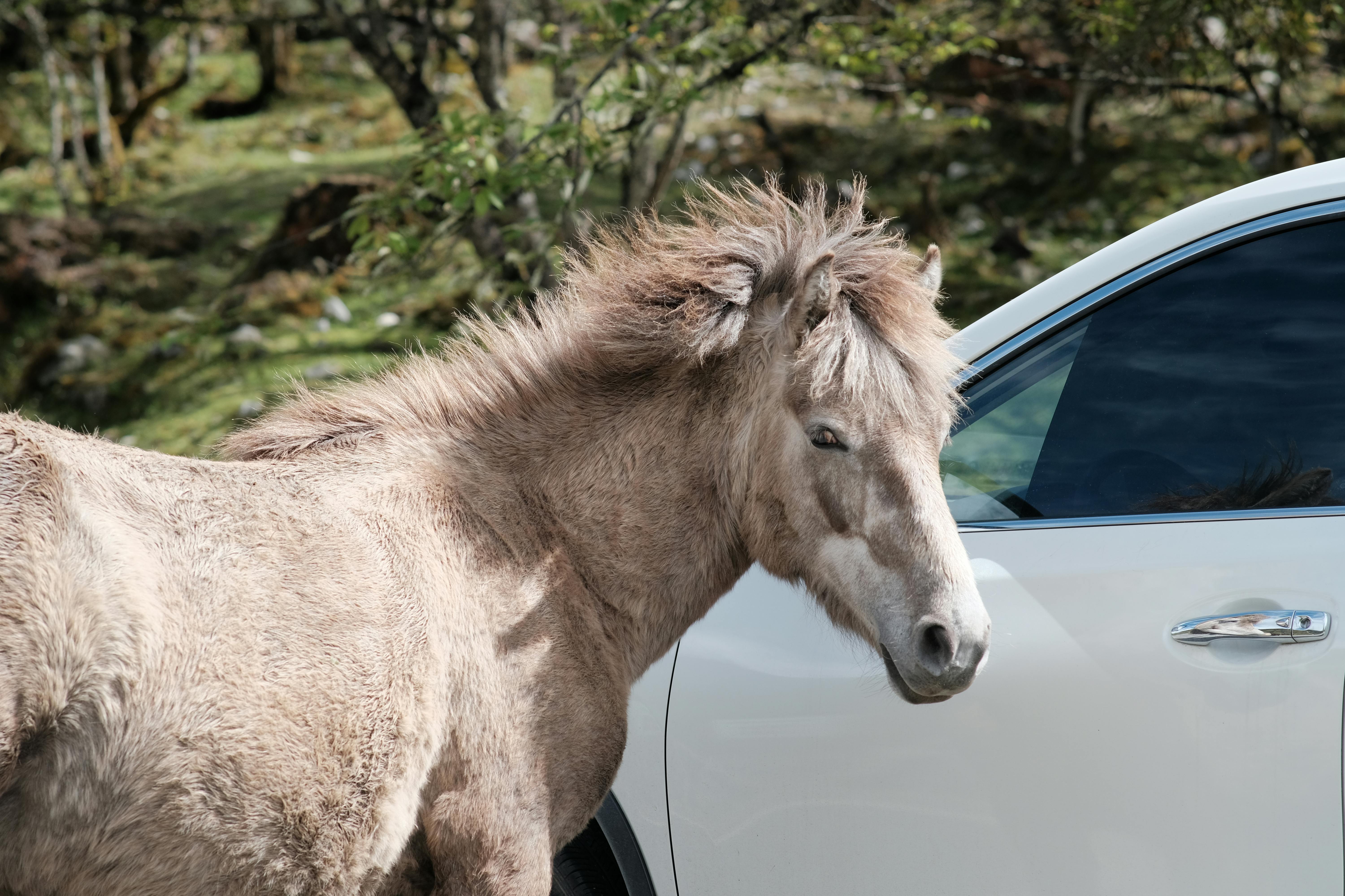 Donkey Without Tail Photos, Download The BEST Free Donkey Without Tail ...