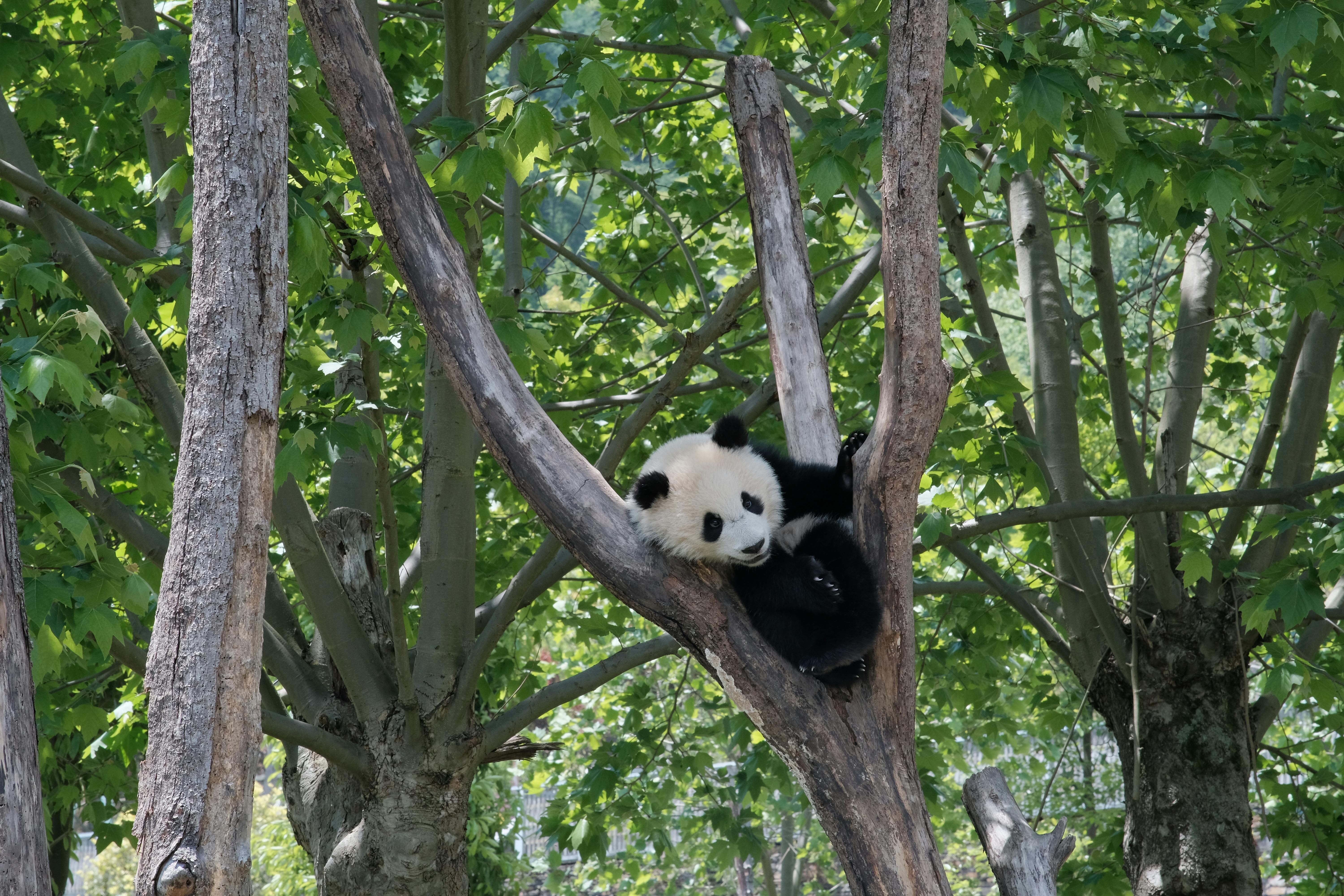 Panda on Tree · Free Stock Photo